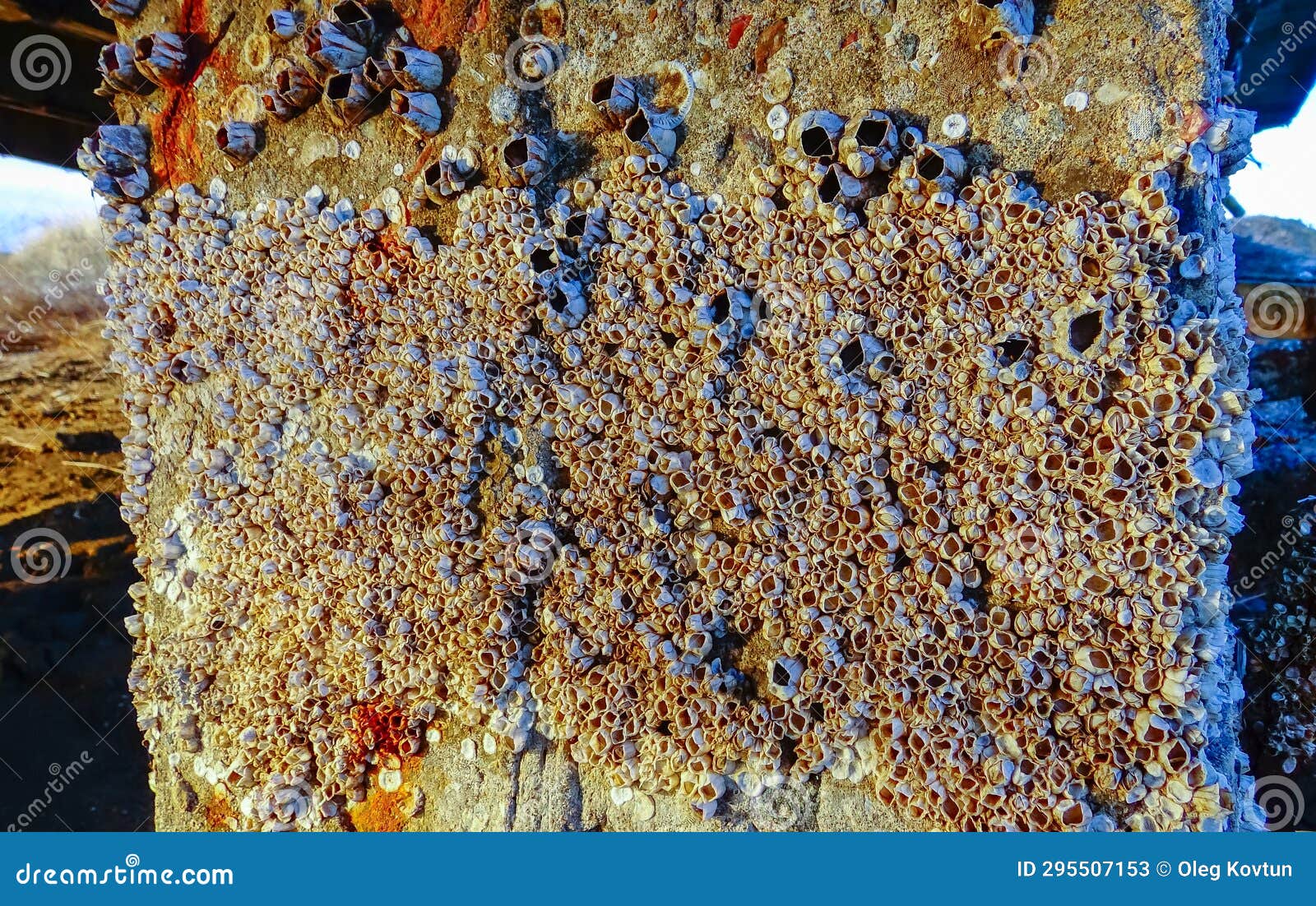 Shells of Barnacles Balanus Sp. on Concrete Piles of a Bridge Near the ...