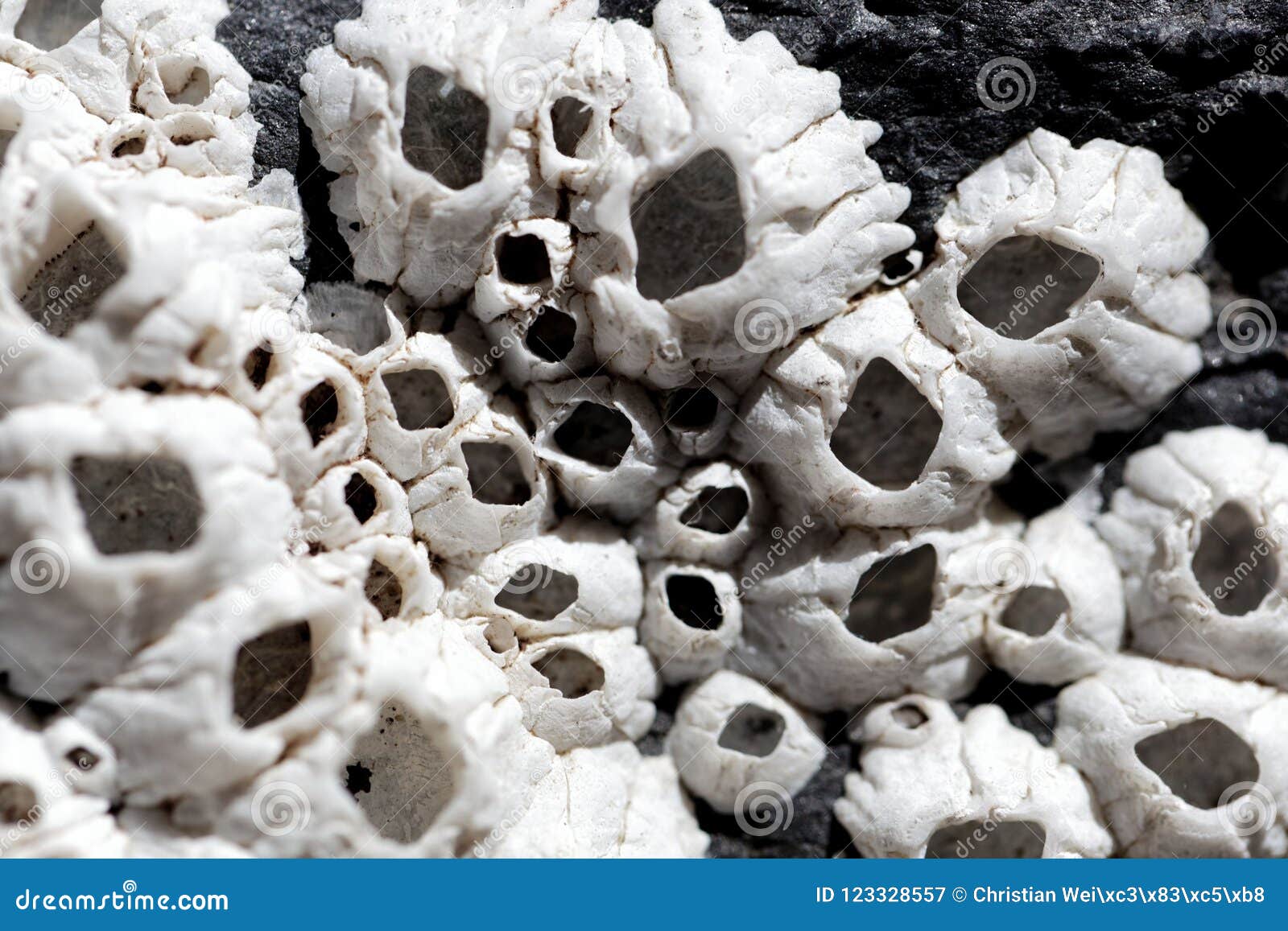 Shells of Barnacles on a Black Rock Stock Image - Image of beach ...