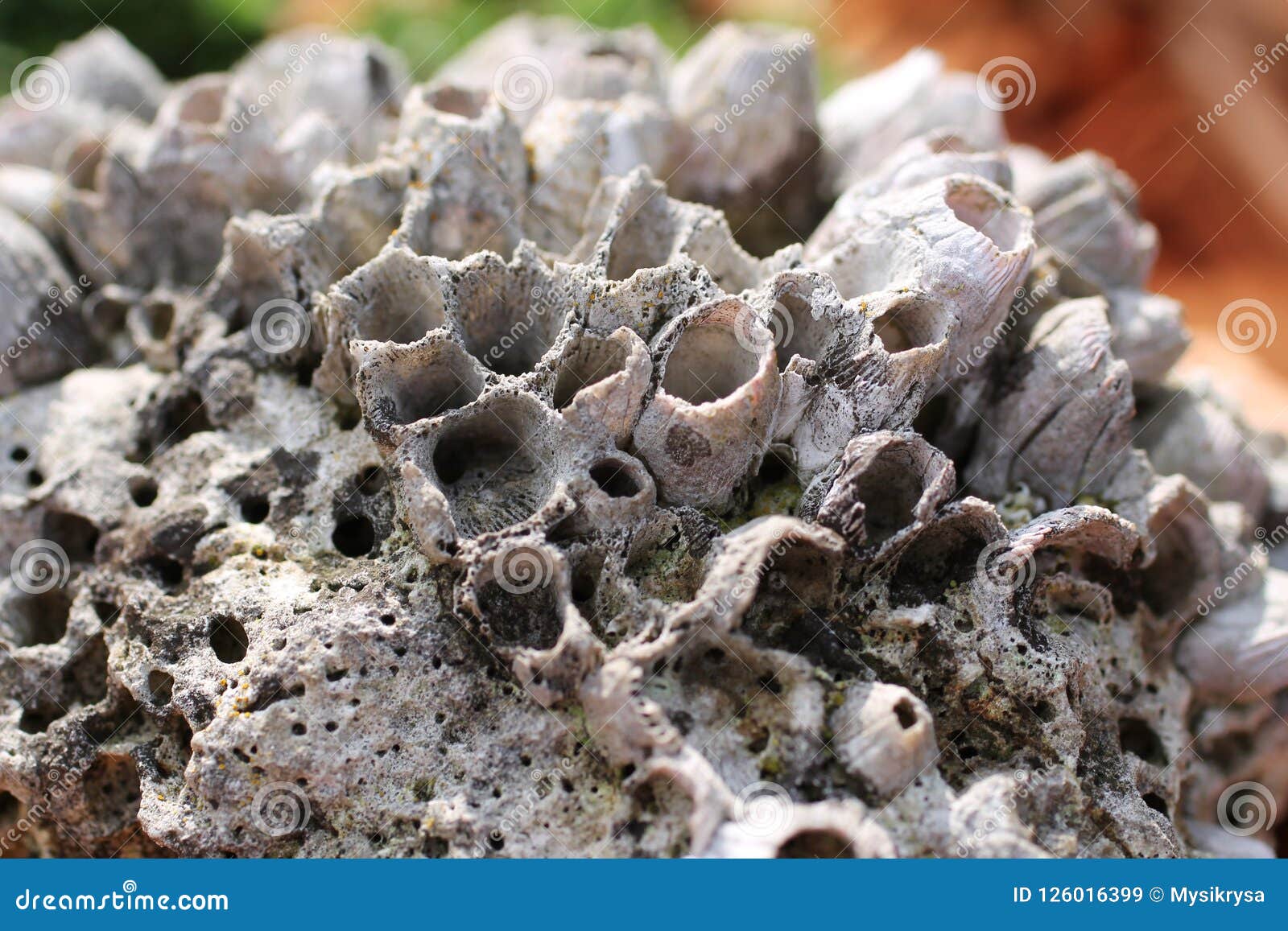 Shells of barnacles stock image. Image of cirripedia - 126016399