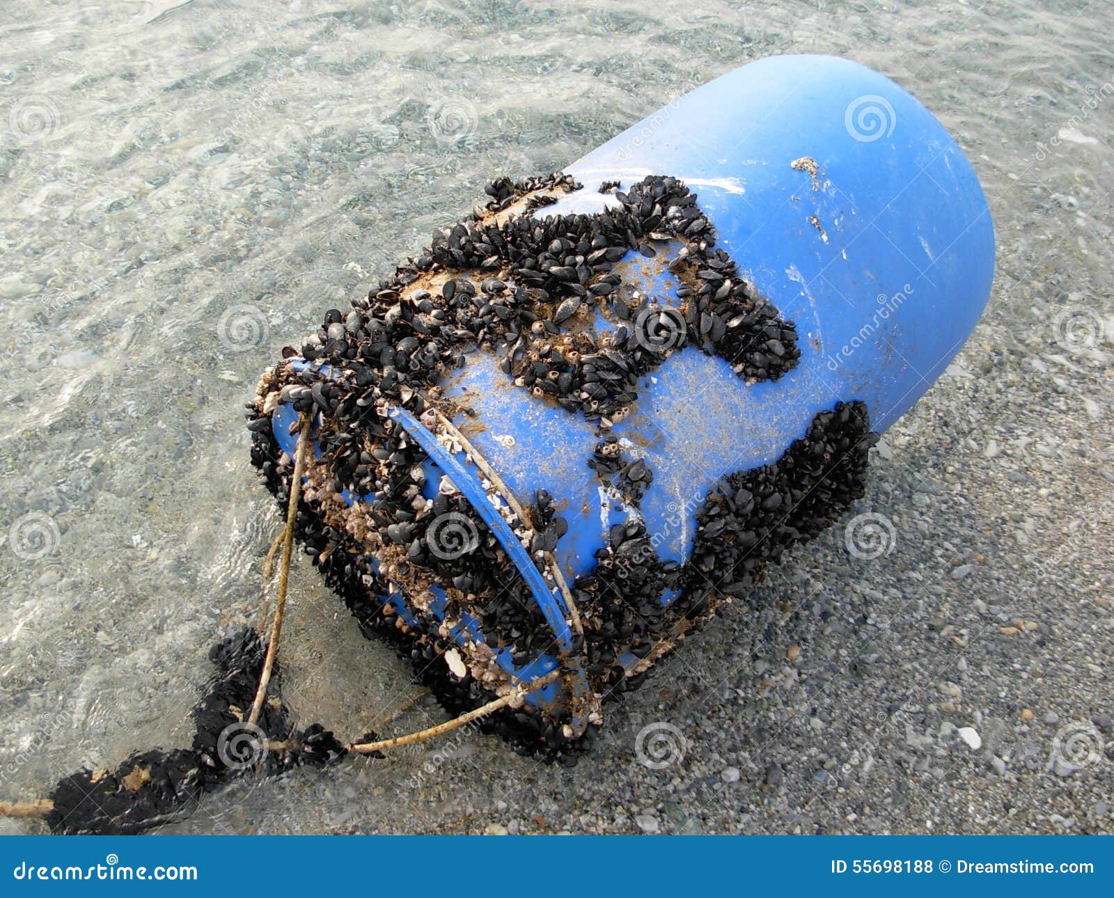 Shells on the barrel stock photo. Image of coastline - 55698188