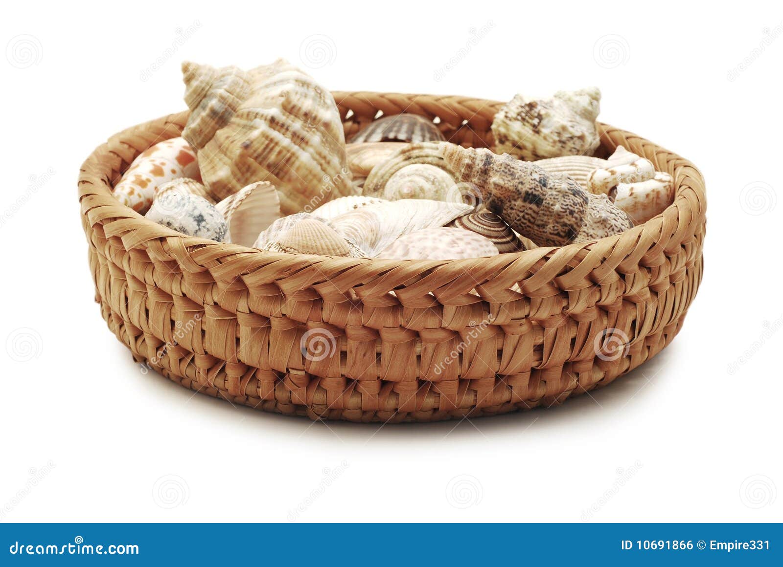 Shells in a basket stock photo. Image of tropics, ornamental - 10691866