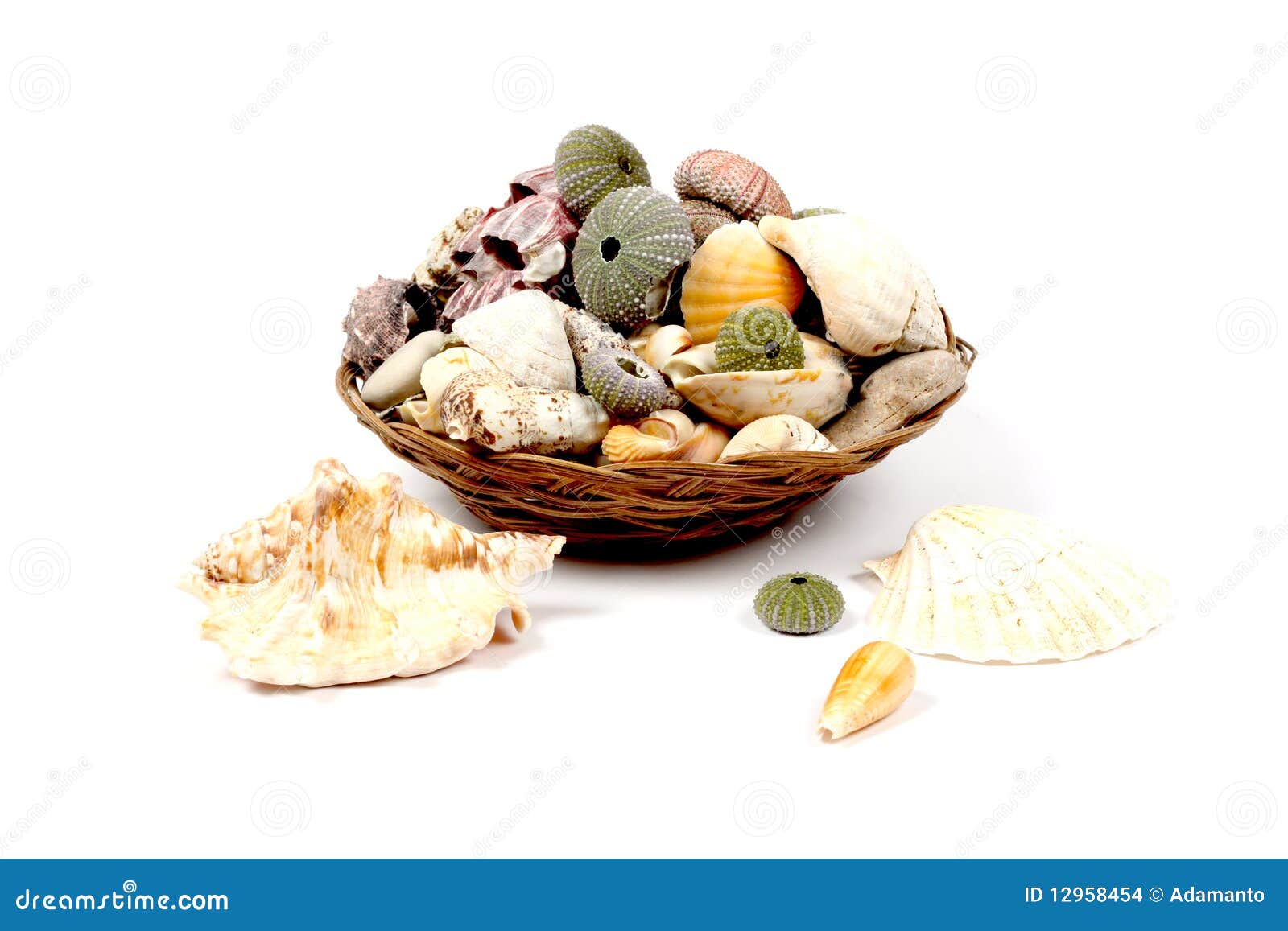Shells in the basket stock photo. Image of beach, shell - 12958454
