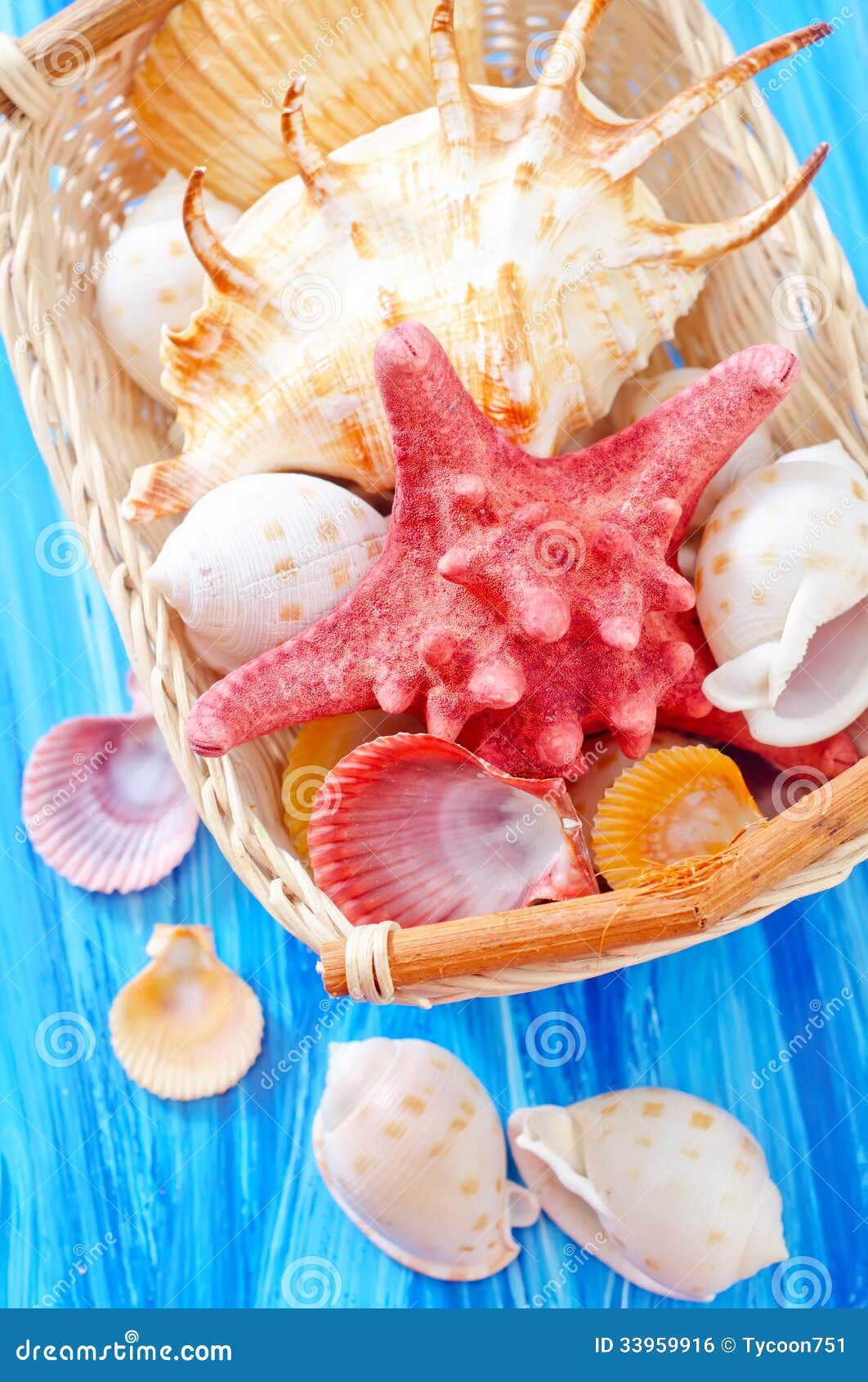 Shells stock photo. Image of copy, shabby, beauty, marine - 33959916