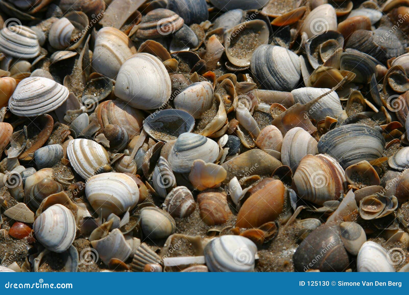 Shells on the beach stock photo. Image of beach, shore - 125130