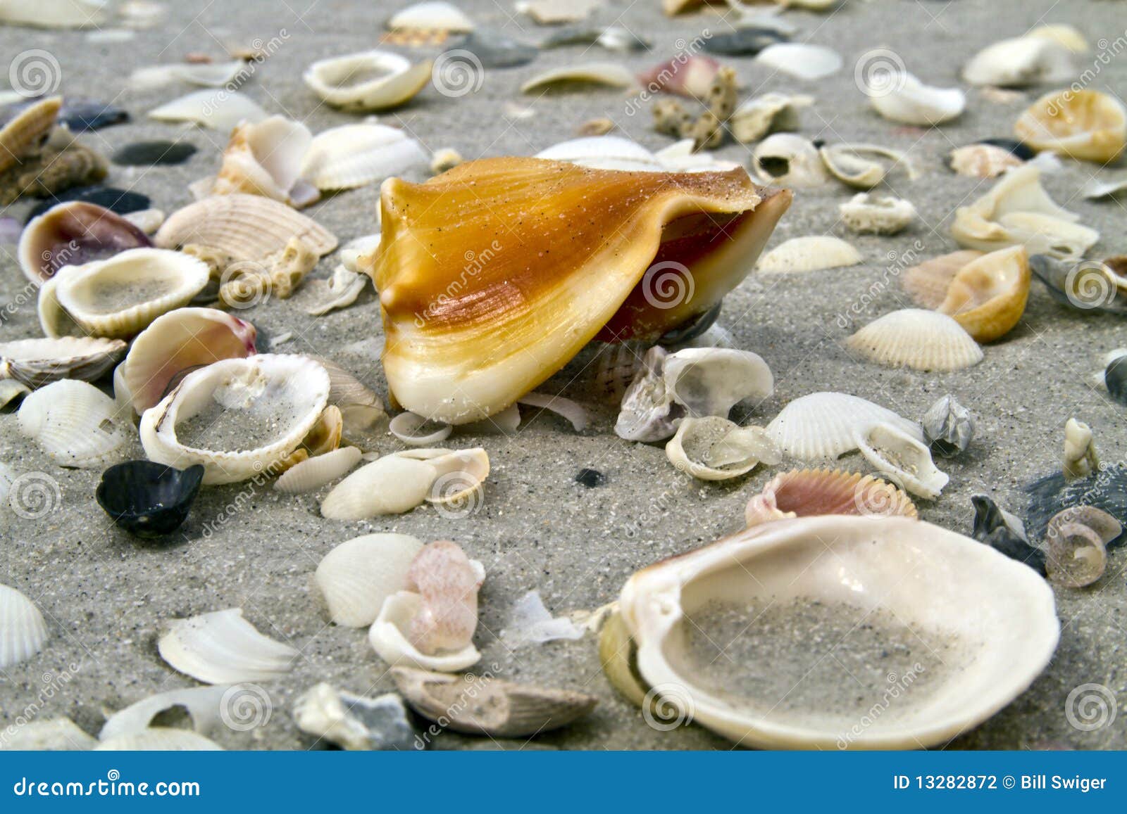 Shells on the Beach stock photo. Image of lettered, sand - 13282872