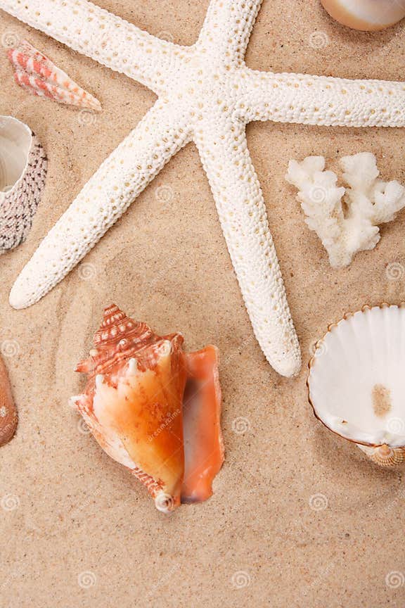 Shells on the beach stock image. Image of fish, ocean - 14894961