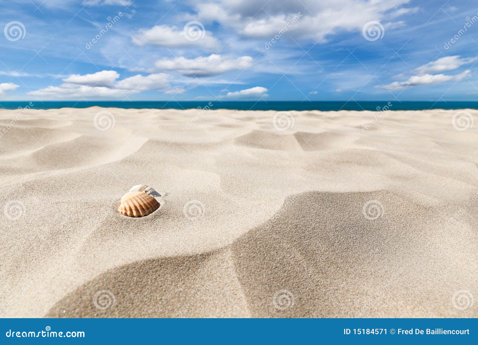 Shells on a beach stock image. Image of water, coastline - 15184571