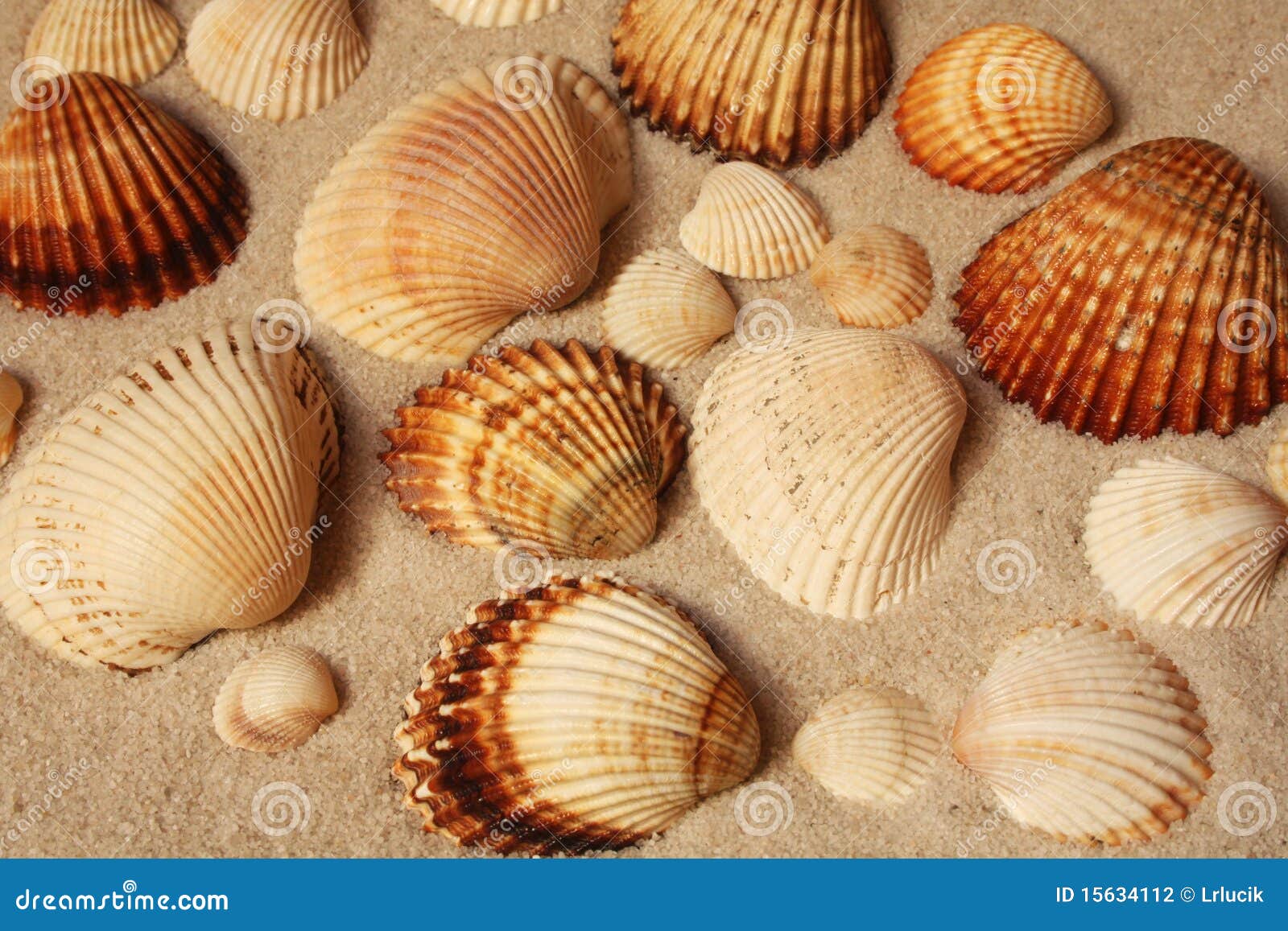 Shells on a beach stock photo. Image of conches, shells - 15634112