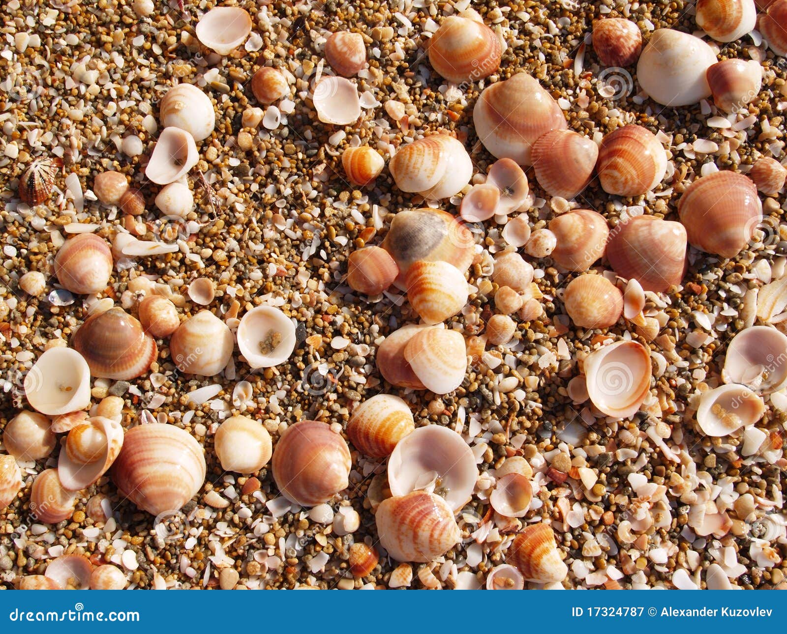 Shells on the beach stock image. Image of color, objects - 17324787
