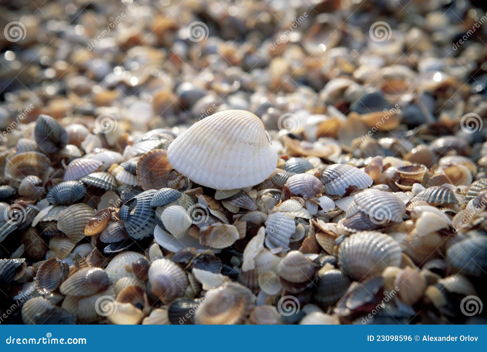 Shells on the beach stock photo. Image of outdoor, white - 23098596