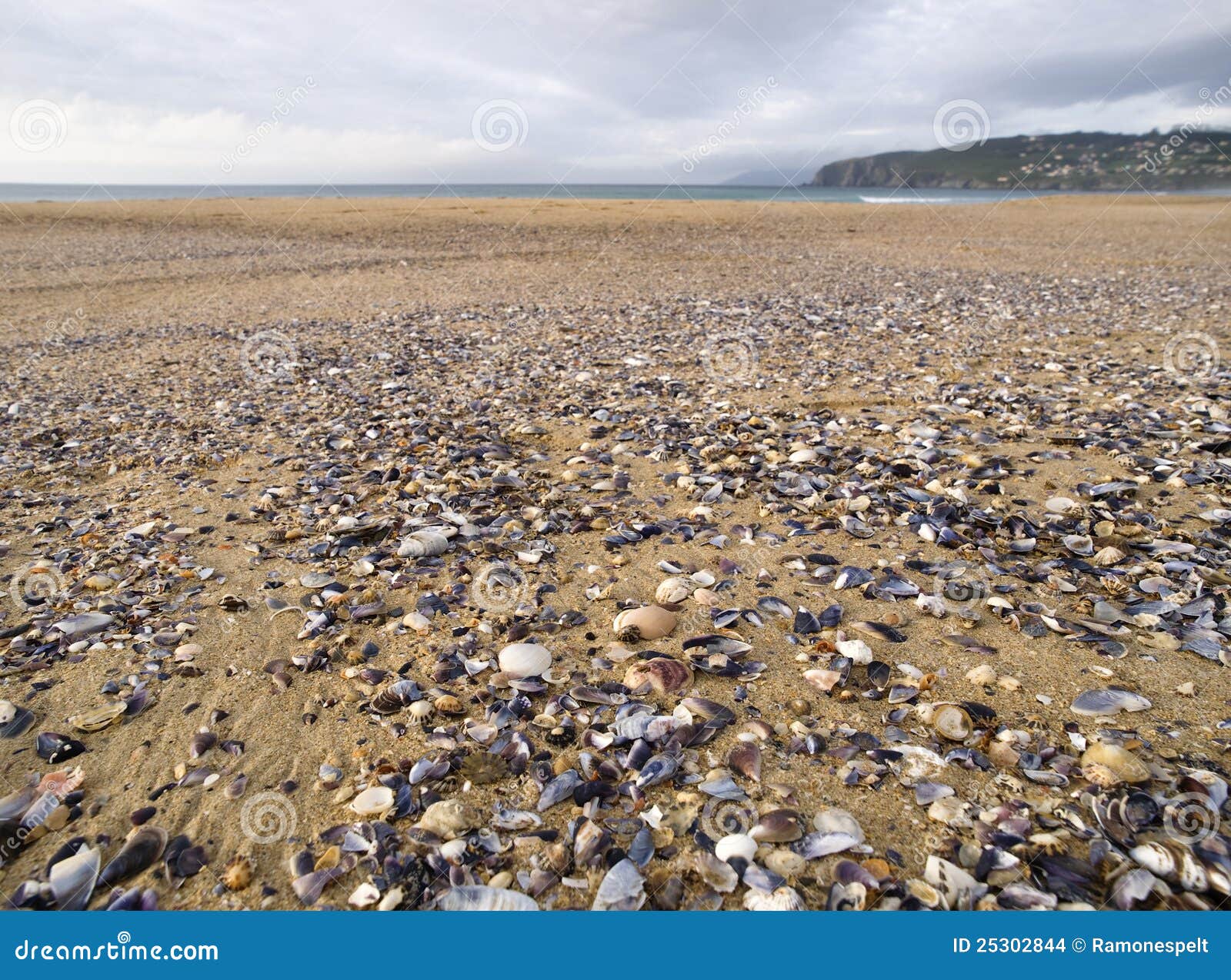 Shells on the beach stock photo. Image of beach, galicia - 25302844