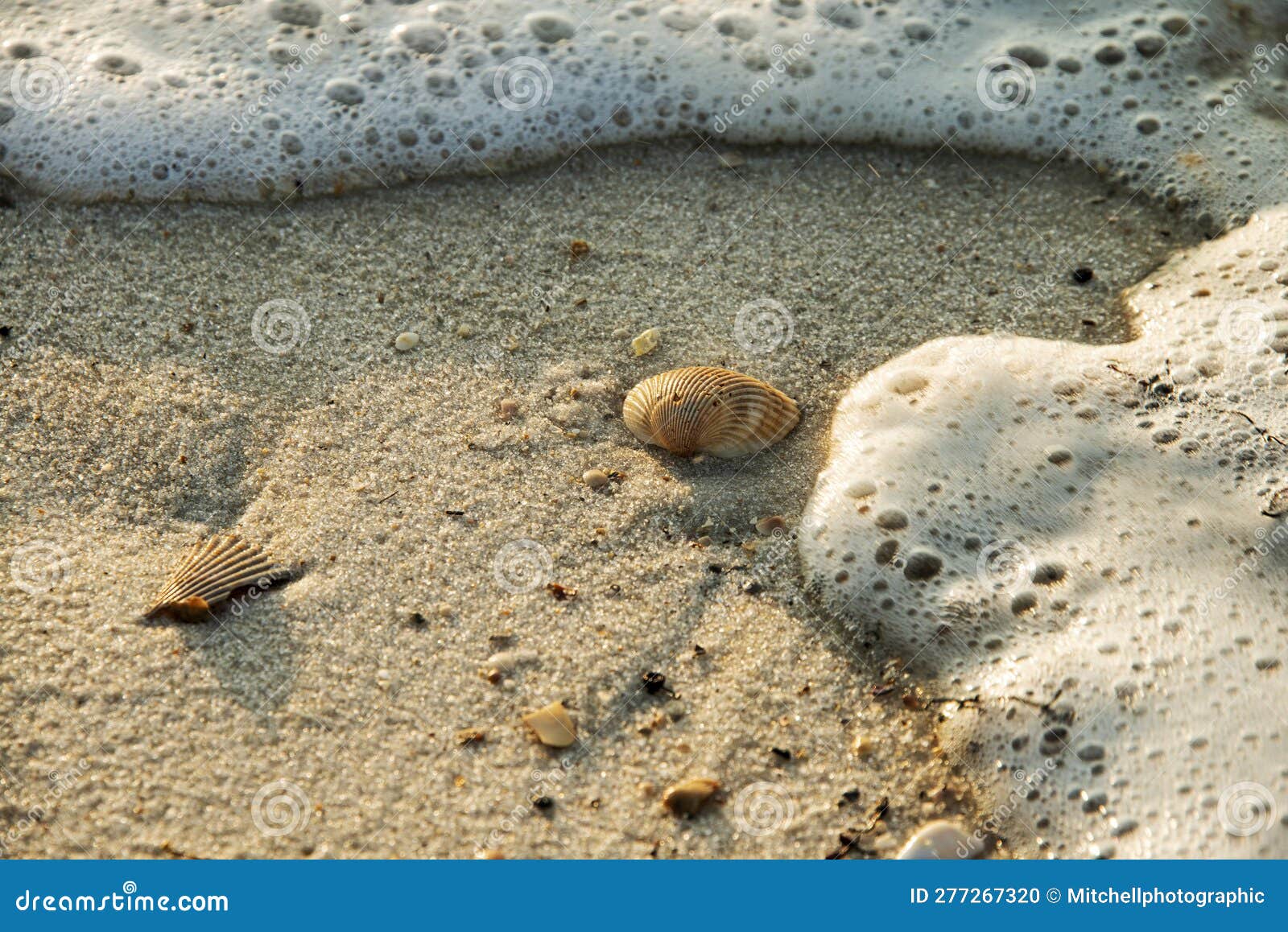 Shells at the Beach Surrounded by Foam Stock Photo - Image of beach ...