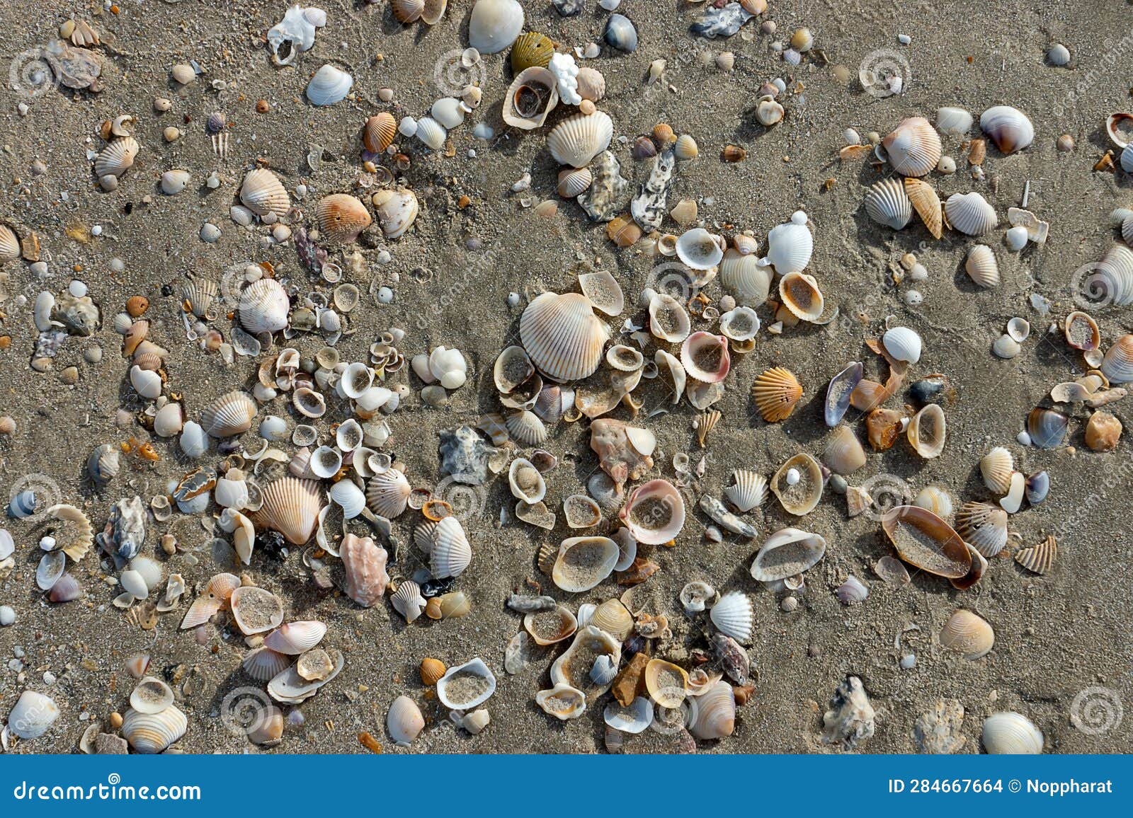 Shells on the beach stock photo. Image of beach, sand - 284667664