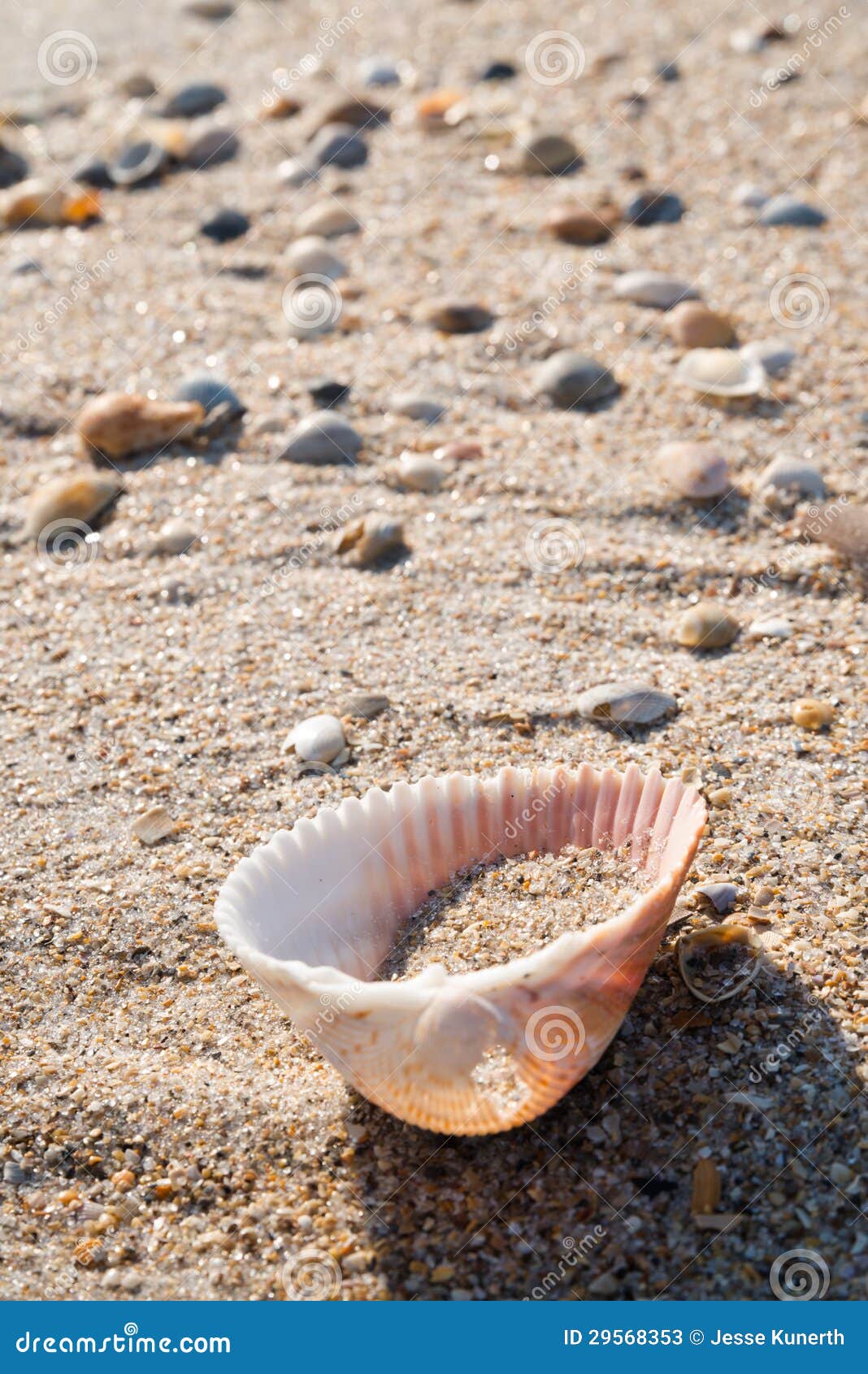 Shells at Beach stock image. Image of morning, beach - 29568353