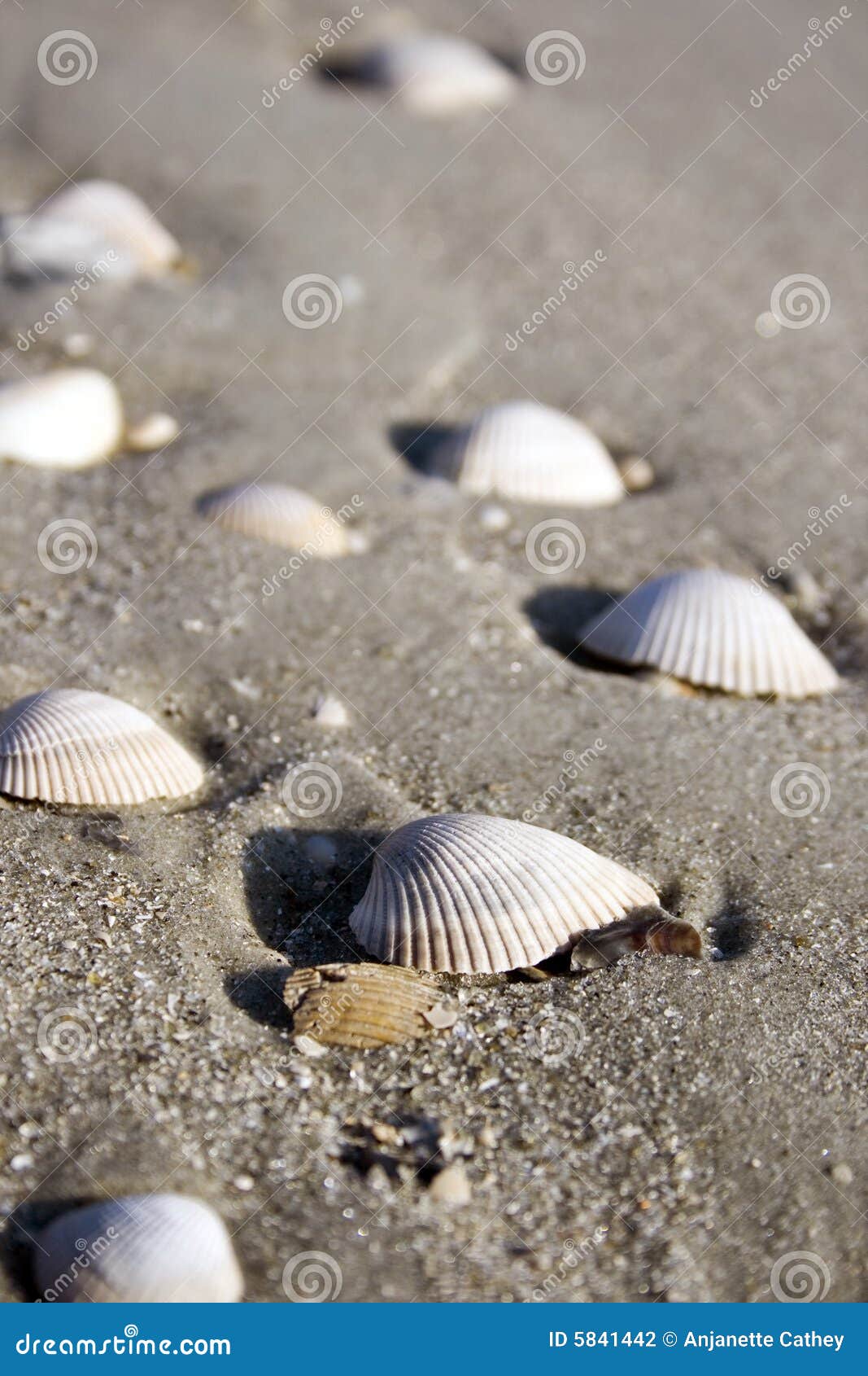 Shells on the beach stock photo. Image of head, carolina - 5841442