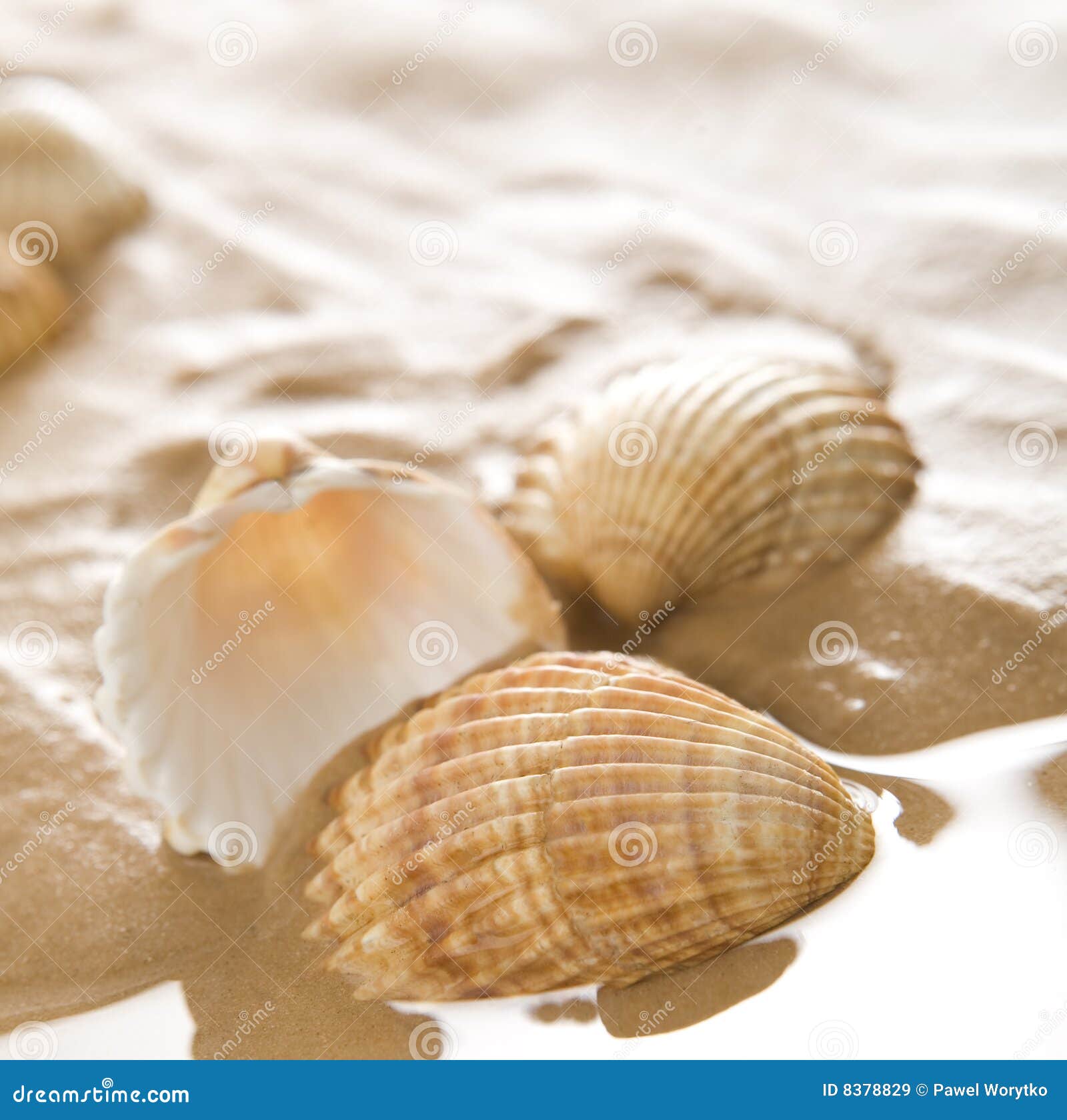 Shells on the beach stock image. Image of pretty, nature - 8378829
