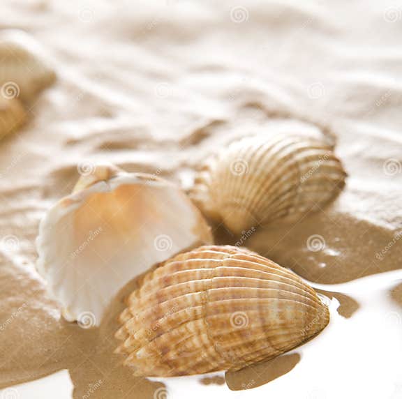 Shells on the beach stock image. Image of pretty, nature - 8378829