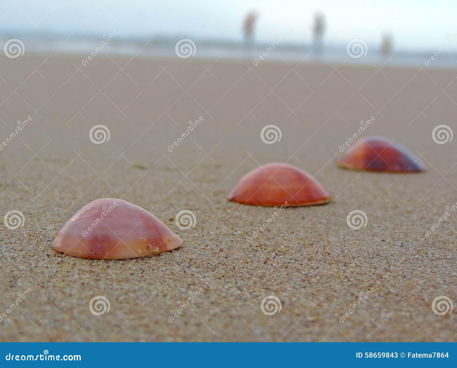 Shells on the Beach - Indian Beach Vacation - Goa Tourism Stock Image ...