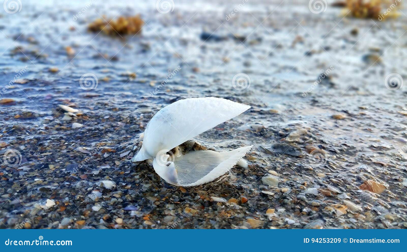 Shells on Beach stock image. Image of white, ocean, shell - 94253209