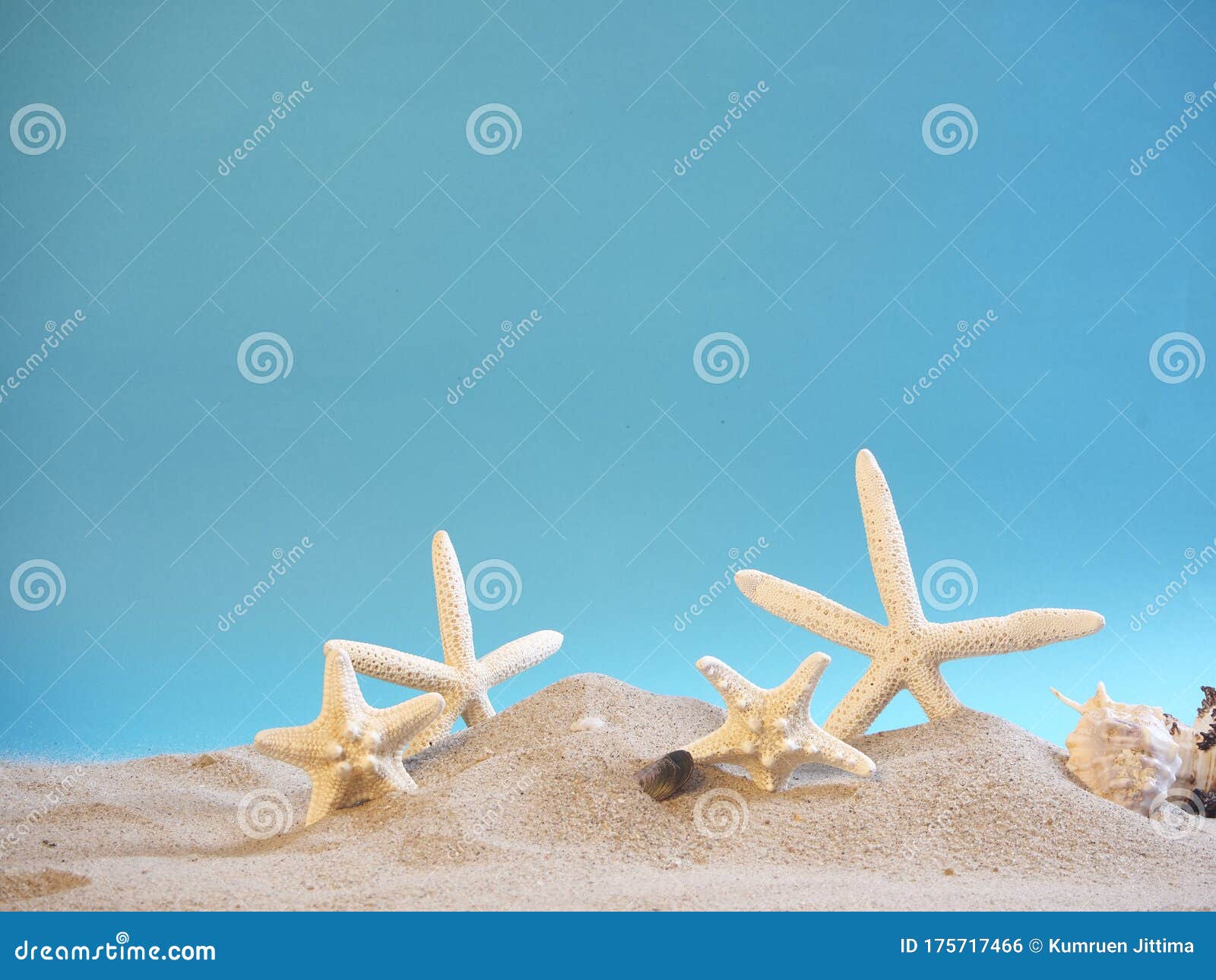 Shells on Beach, Blue Background Stock Photo - Image of lifestyle ...