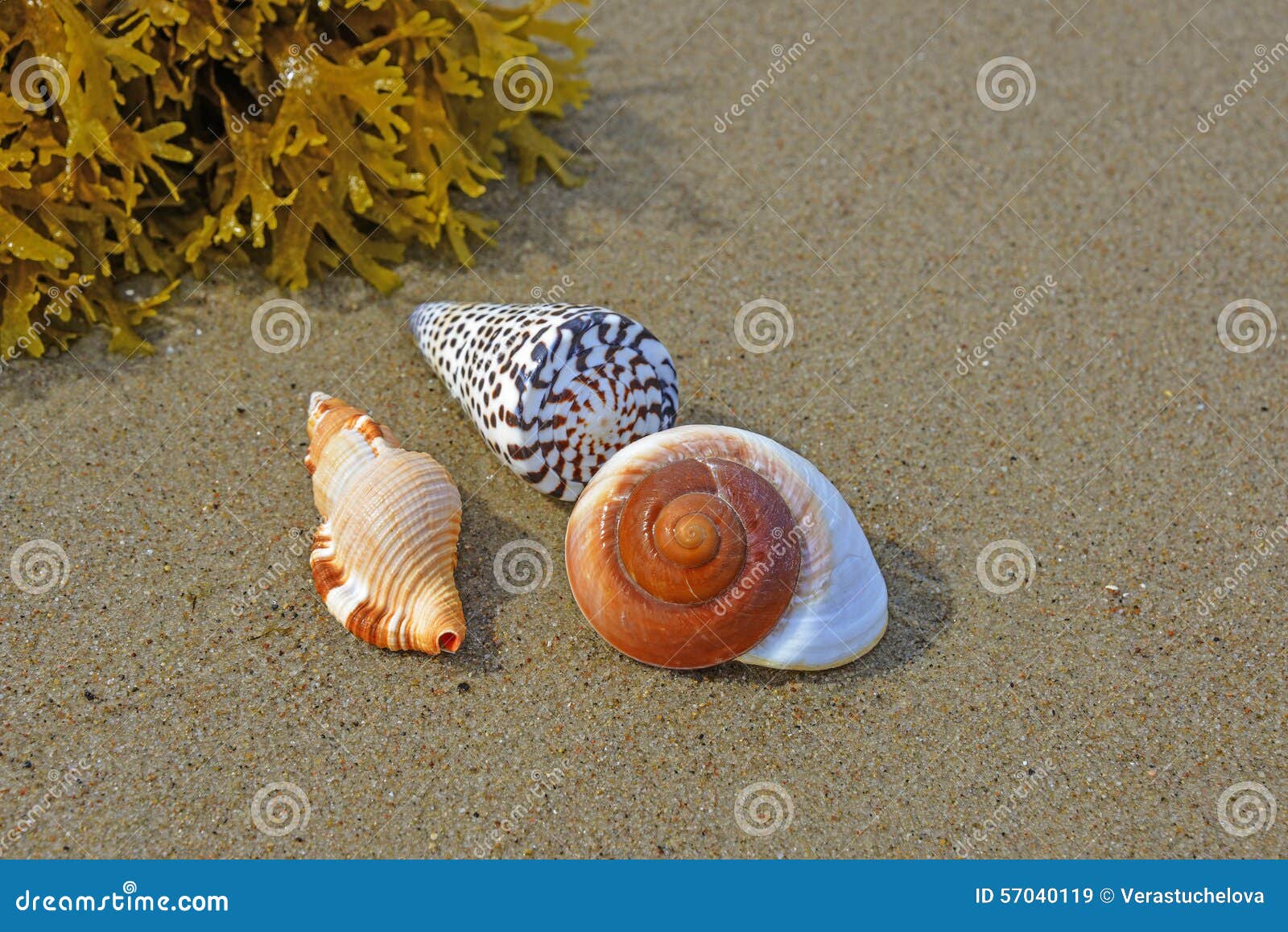Shells on a beach stock image. Image of coastal, season - 57040119