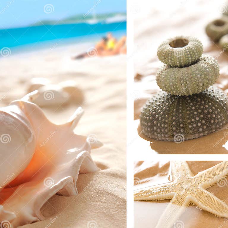 Shells on the Beach - Collage Stock Photo - Image of life, season: 9553836