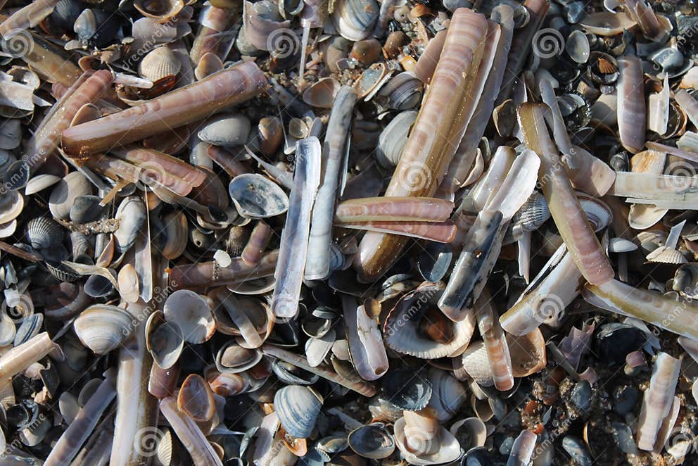 Shells on beach stock image. Image of dutch, flying, beach - 51371637