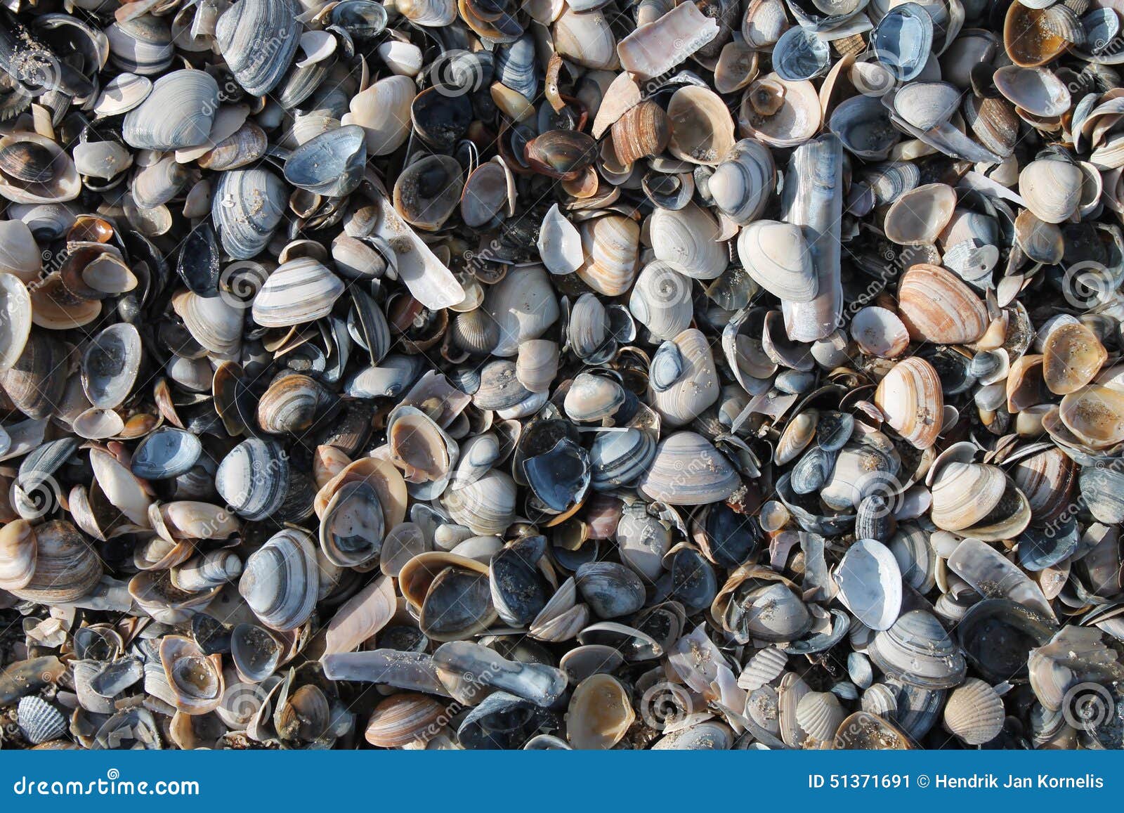 Shells on beach stock image. Image of cloud, surf, clouds - 51371691
