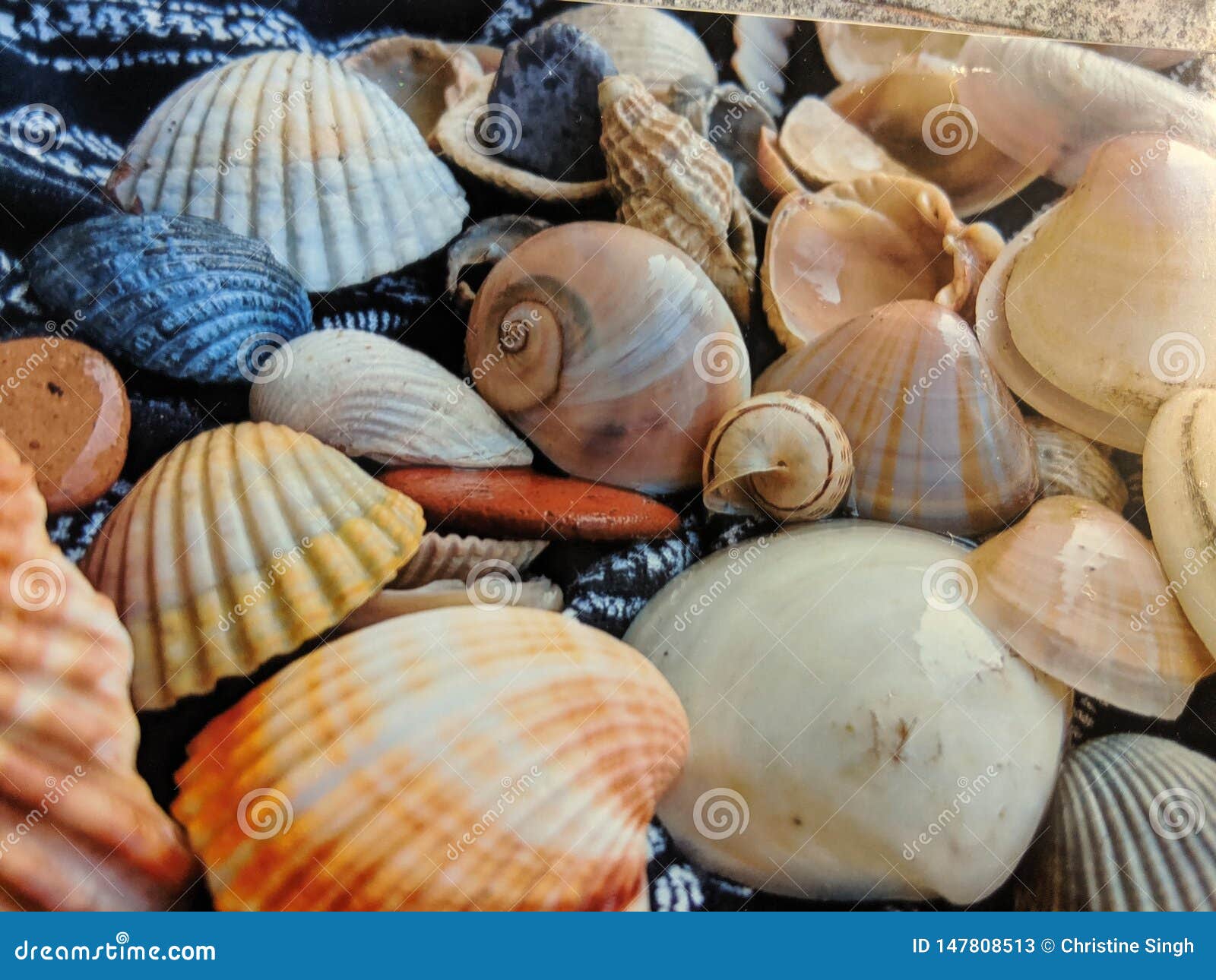 Shells stock image. Image of shells, greece, ocean, summer - 147808513