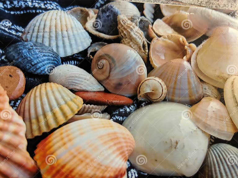 Shells stock image. Image of shells, greece, ocean, summer - 147808513