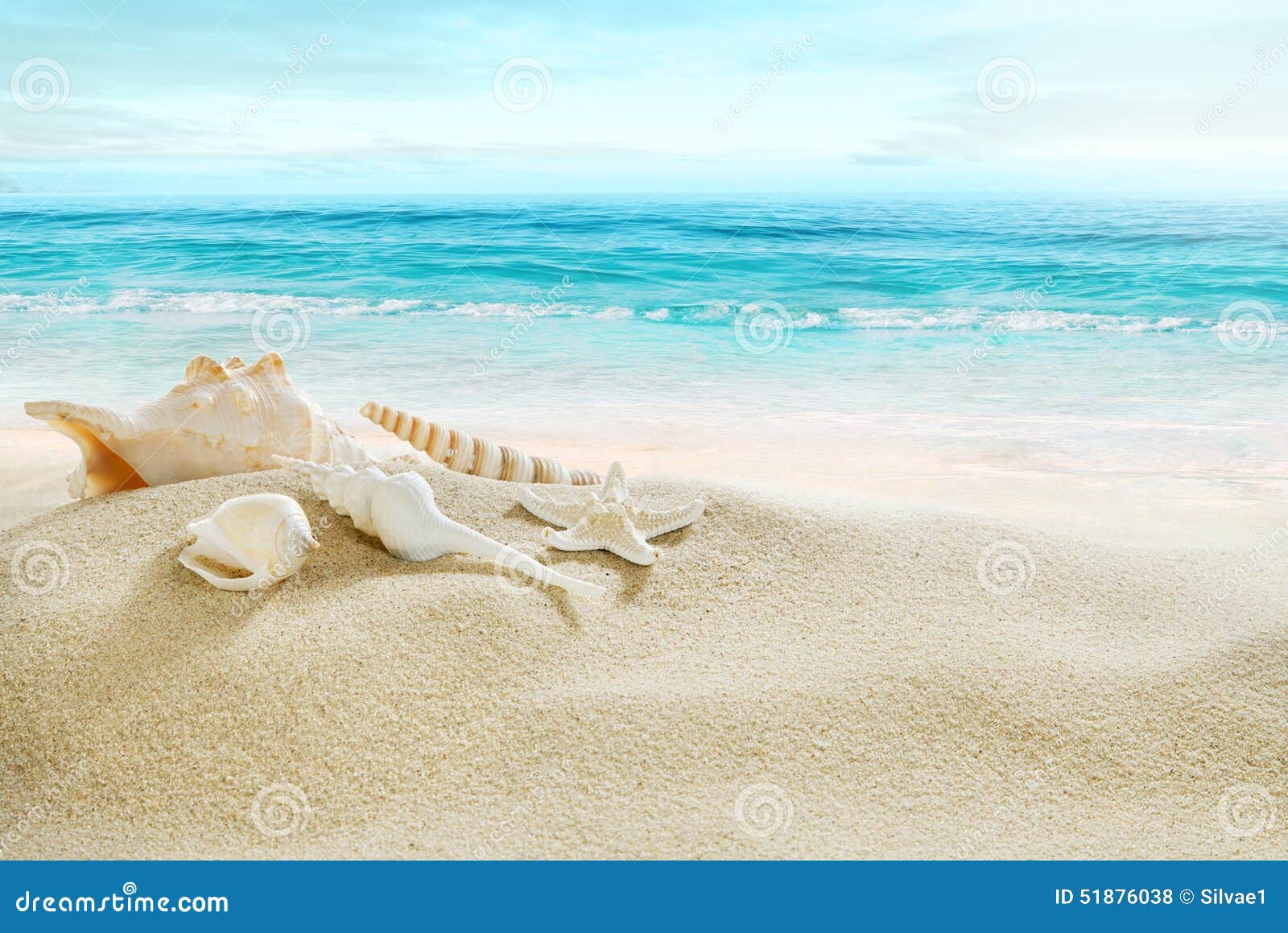 Shells on the beach stock photo. Image of lagoon, idyllic - 51876038
