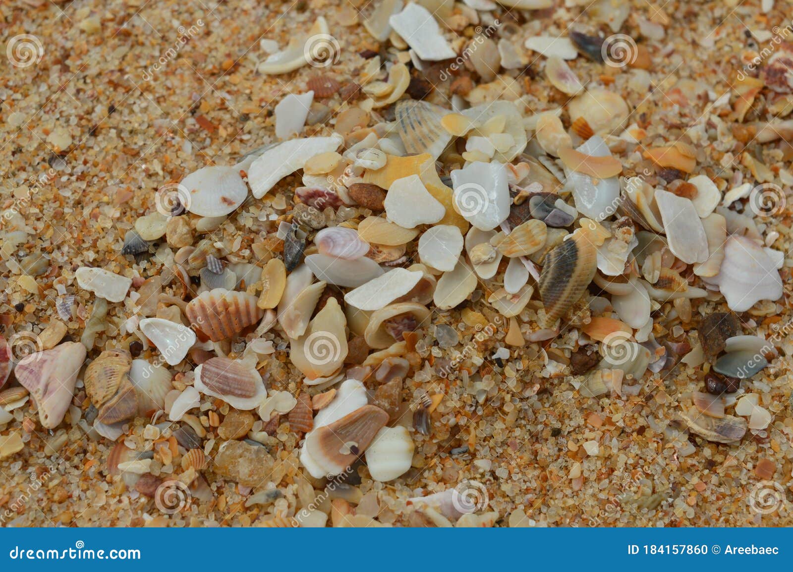 Shells on Beach Macro Photography Stock Photo - Image of snack, seafood ...