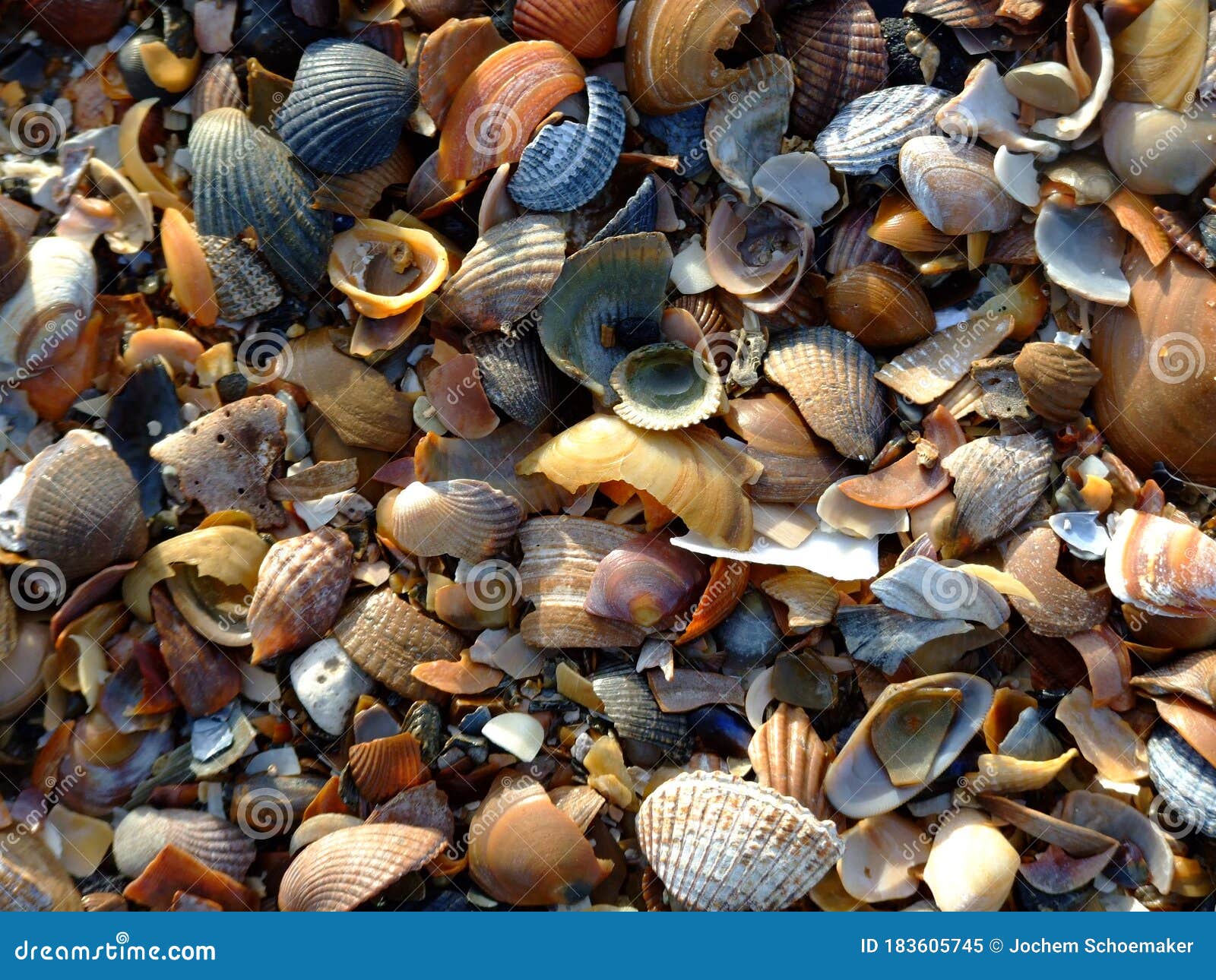 Shells at the Beach Piled Up in the Sun Broken Stock Image - Image of ...