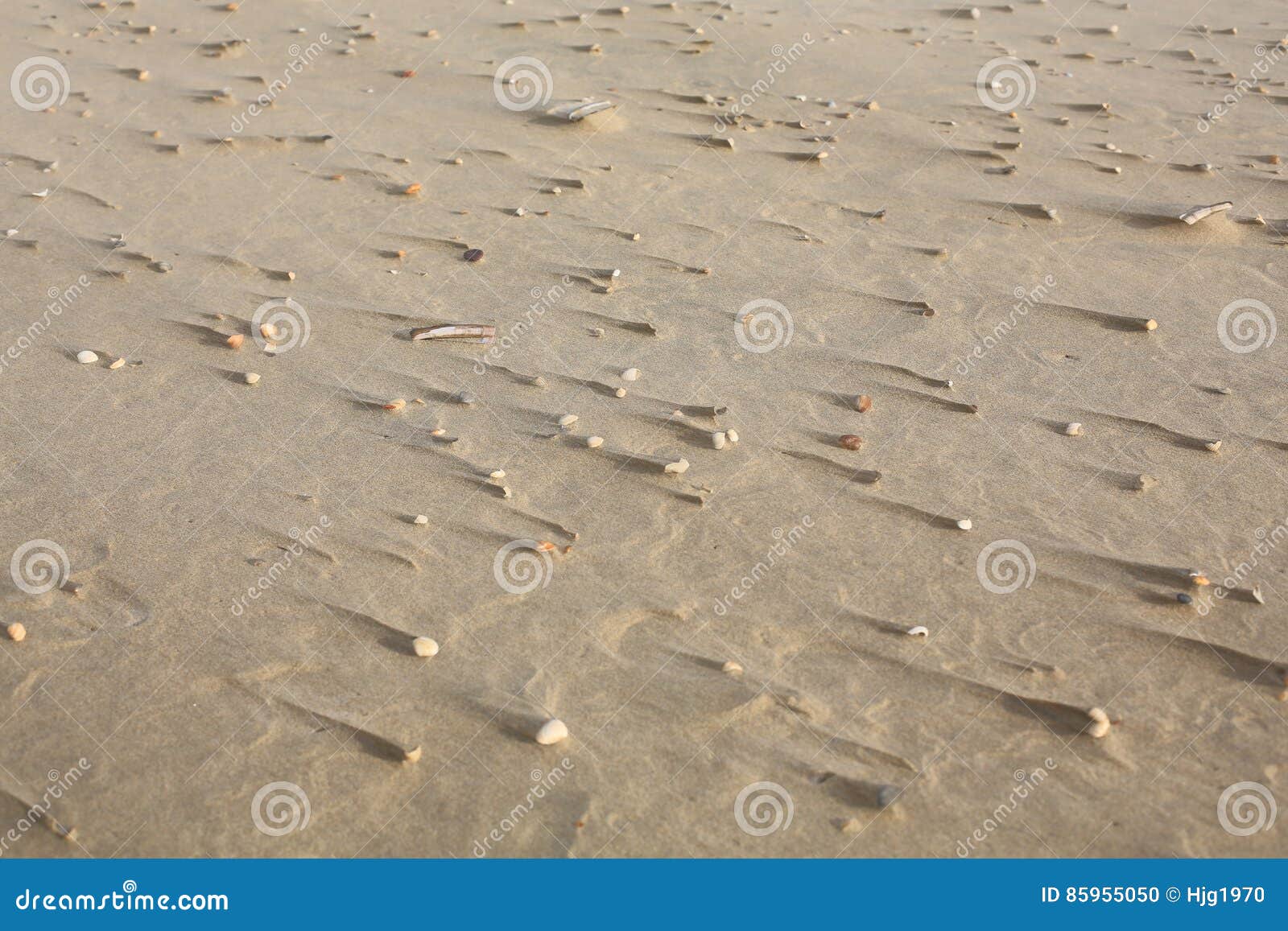 Shells on the Beach in the Province North Holland, the Netherlands ...