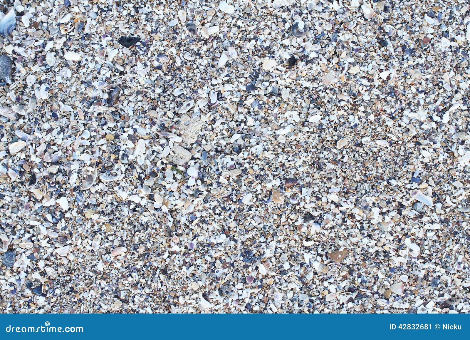 Shells Beach Sand Background Stock Image - Image of white, sandy: 42832681