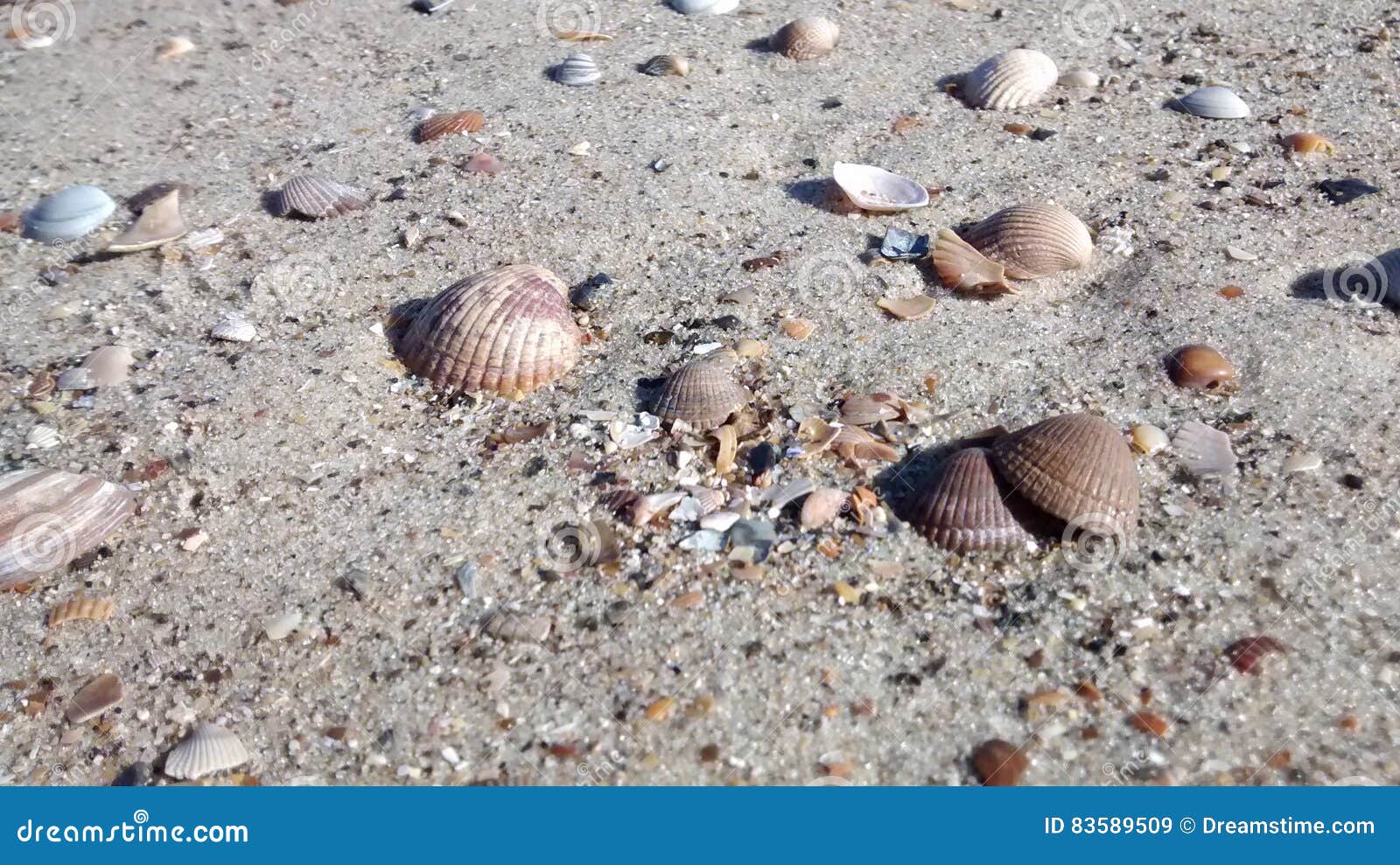 Shells on the beach stock image. Image of shells, schelpen - 83589509