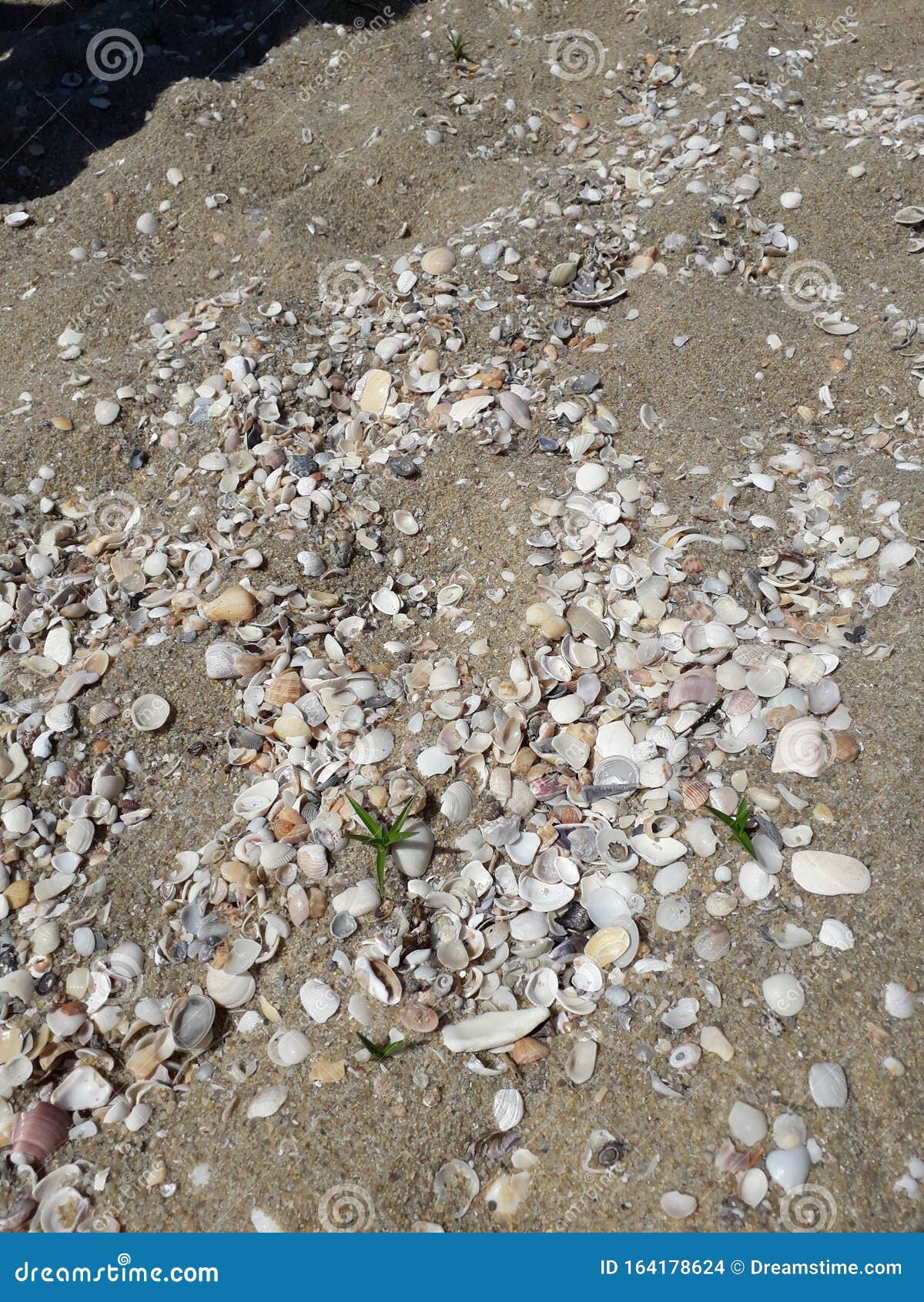 Shells on the beach sand stock photo. Image of summer - 164178624