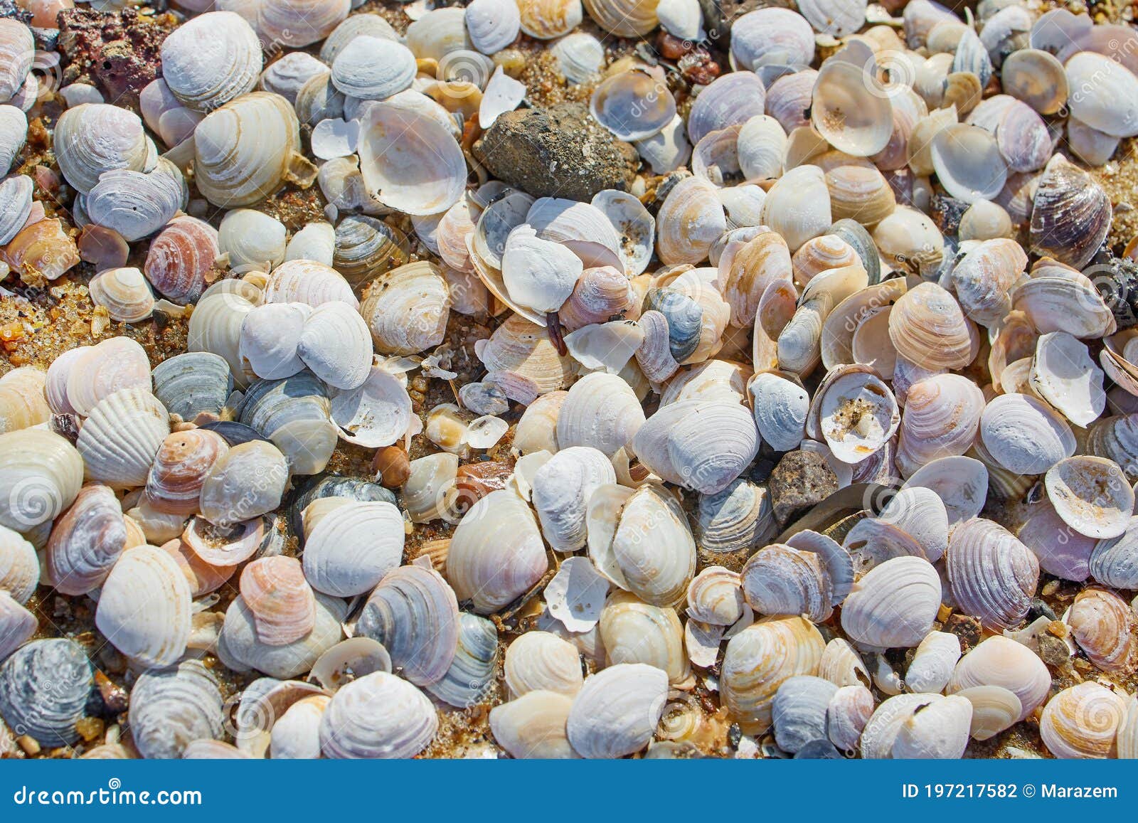 Shells on the beach sand stock photo. Image of coastline - 197217582