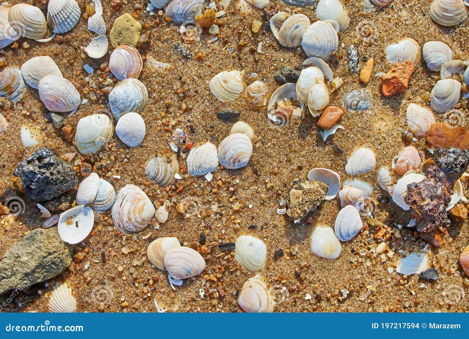 Shells on the beach sand stock photo. Image of pattern - 197217594