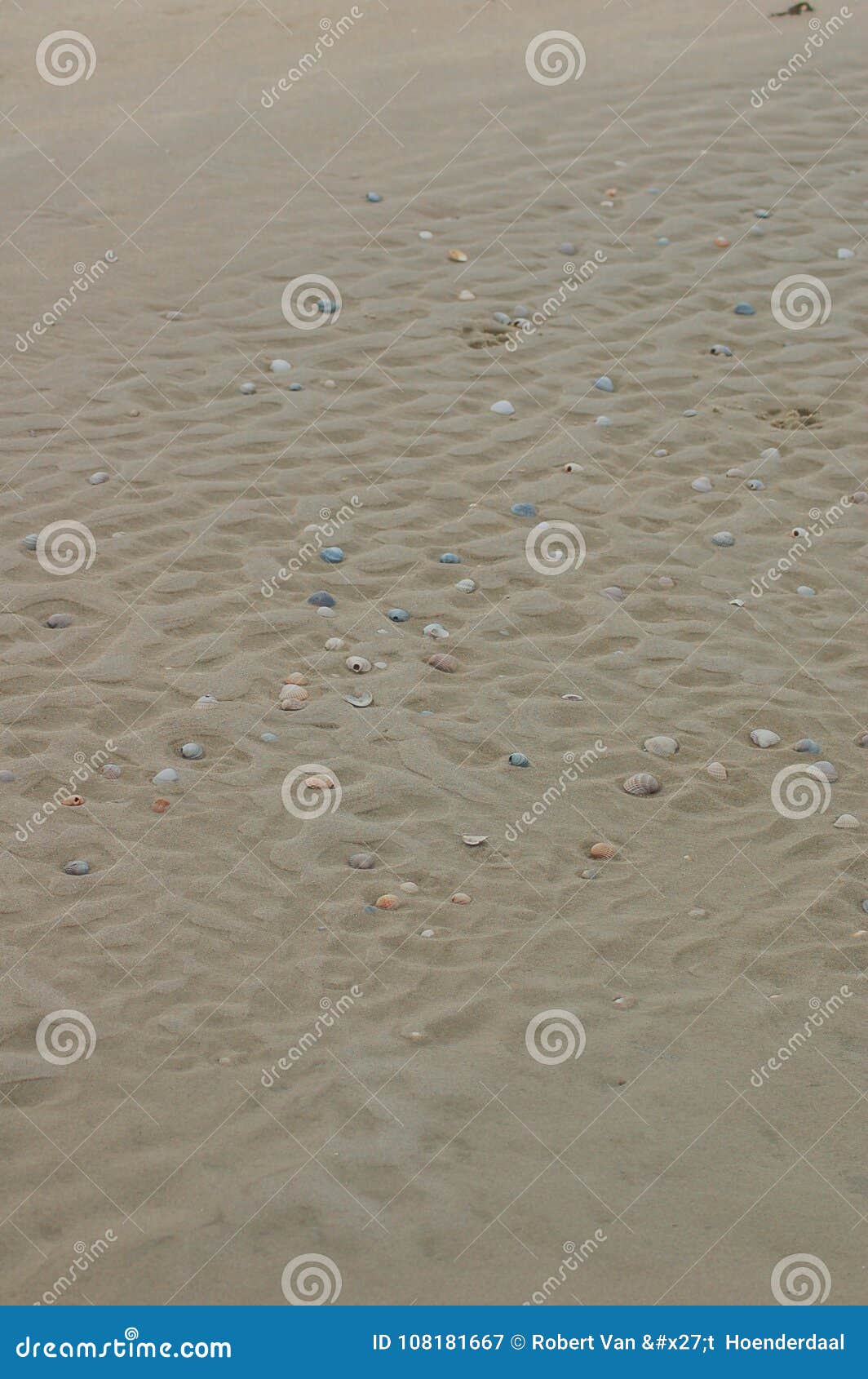 Shells at the Beach stock image. Image of close, netherlands - 108181667