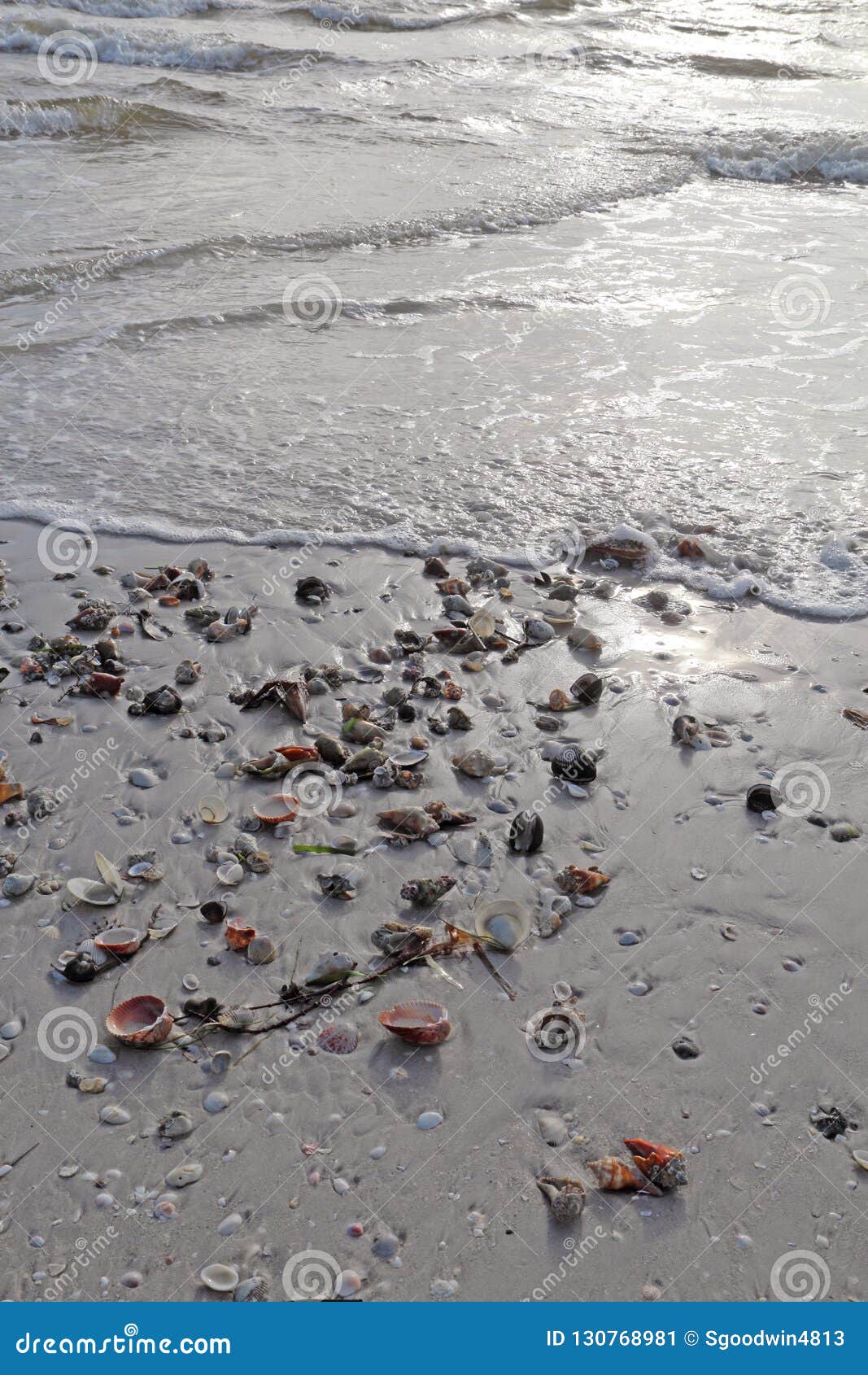 Shells on the Beach at Sanibel Island Florida Vertical Stock Image ...