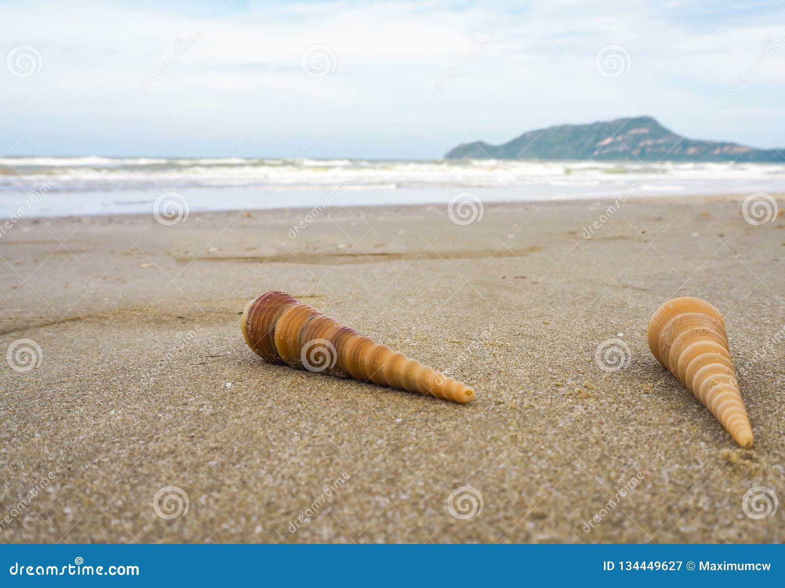 Shells on the beach stock image. Image of island, nautilus - 134449627