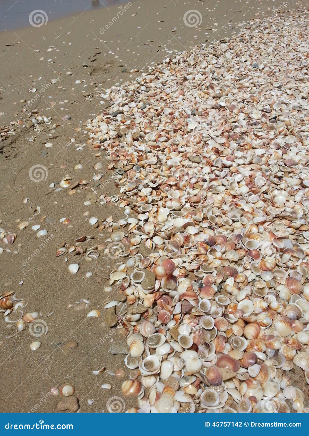 SHELLS in the BEACH stock photo. Image of wave, small - 45757142