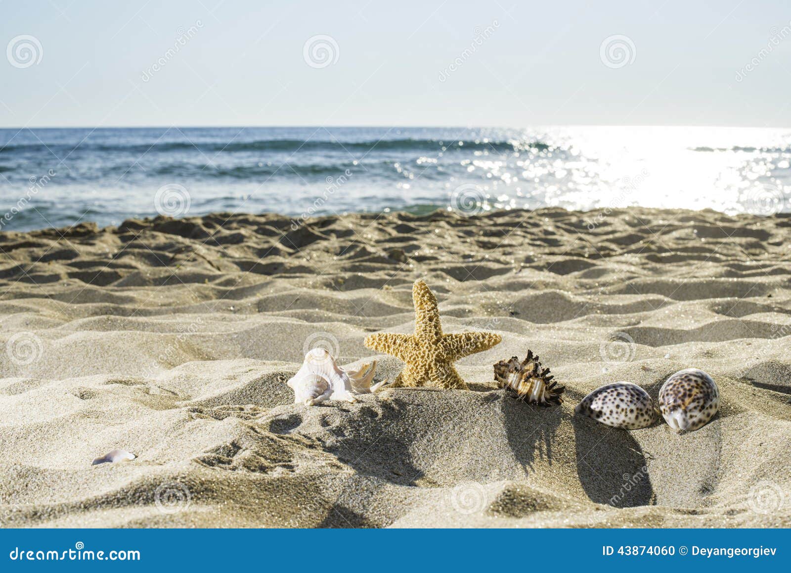 Shells on the beach stock photo. Image of aquatic, resort - 43874060