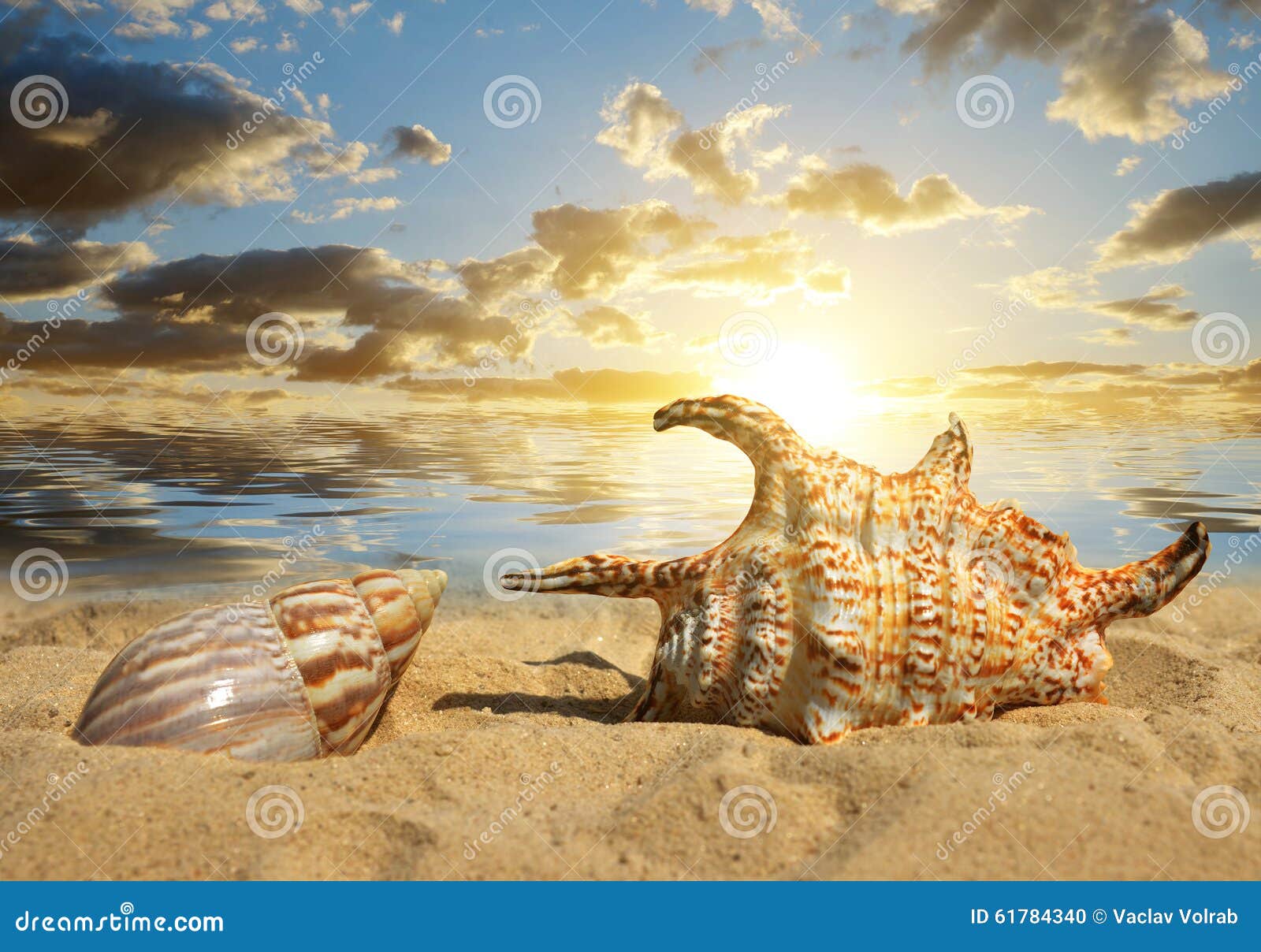 Shells on beach stock photo. Image of holiday, shoreline - 61784340