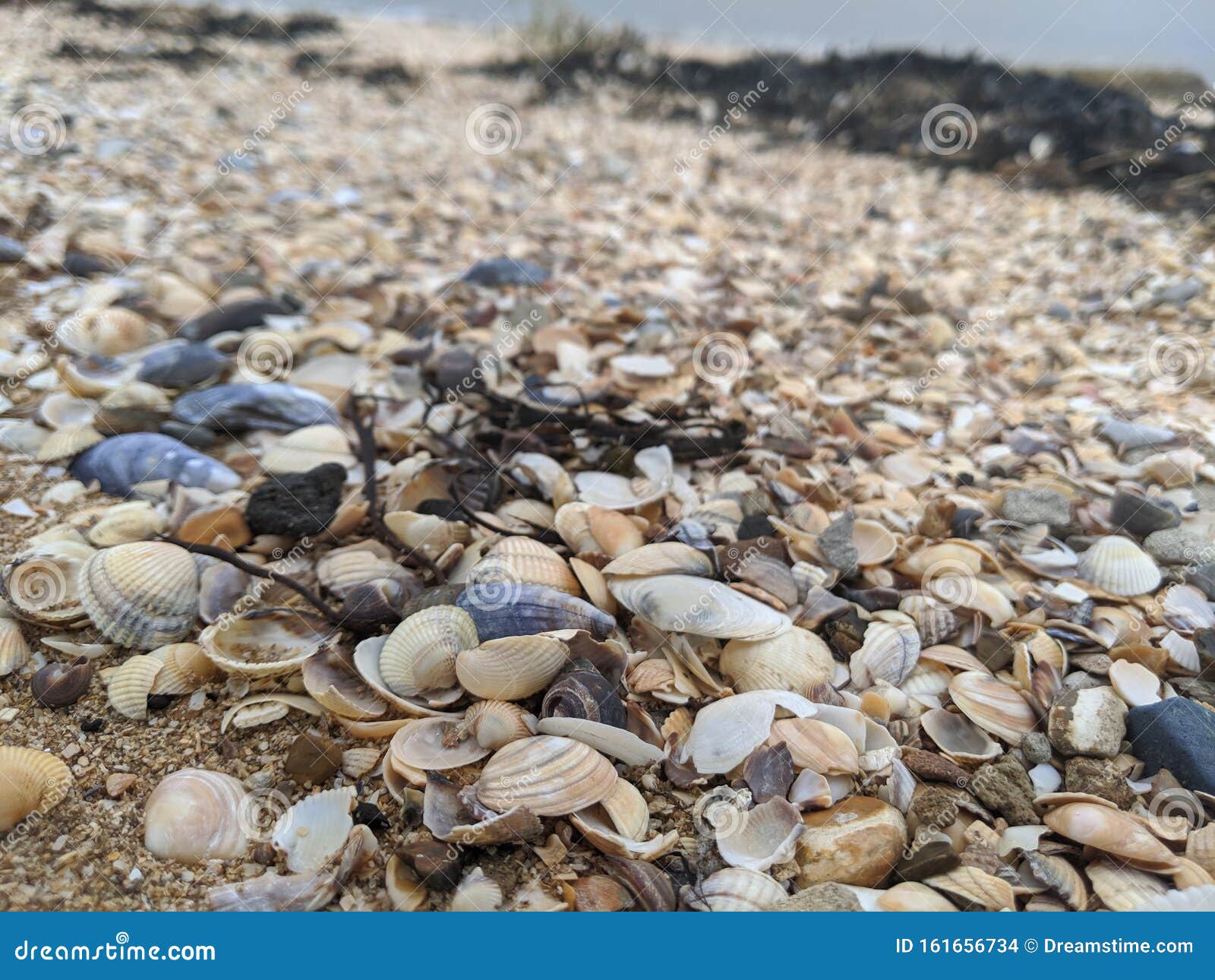 Shells on the beach stock photo. Image of rocks, shells - 161656734
