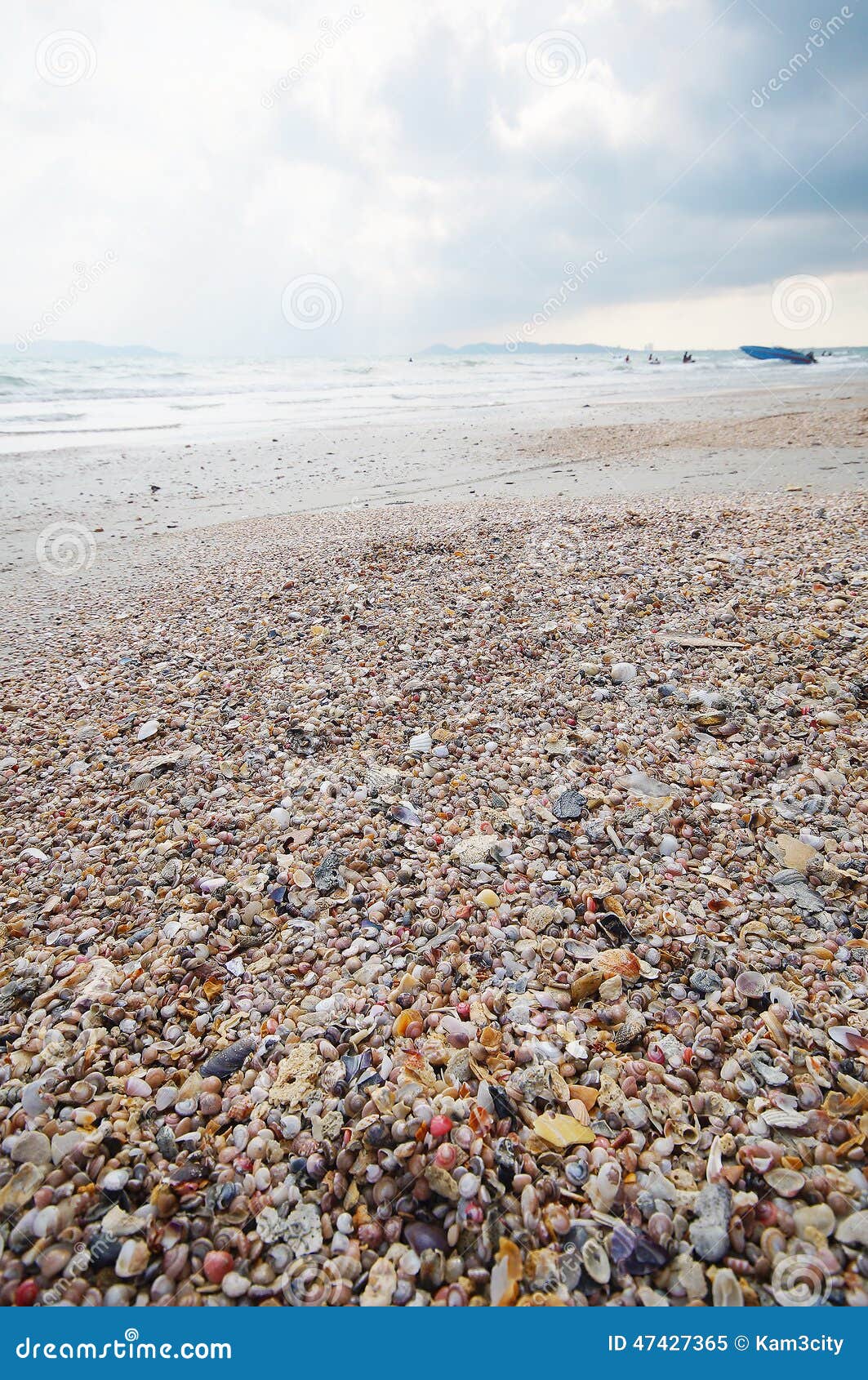 Shells on the beach stock image. Image of blue, western - 47427365