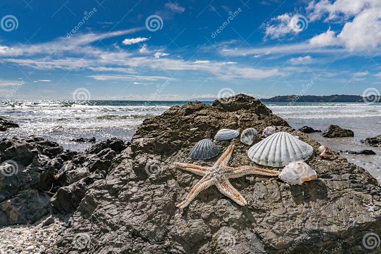 Many Different Shells on the Beach Stock Photo - Image of seashell ...