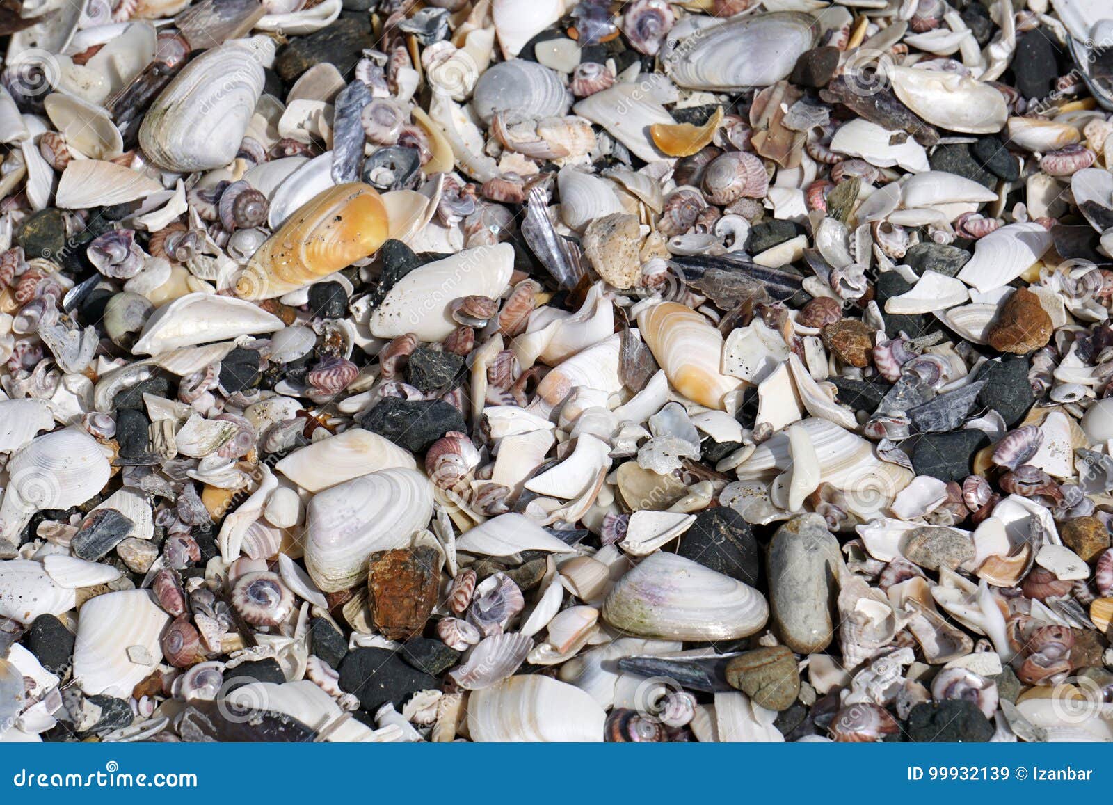 Many Different Shells on the Beach Stock Image - Image of white ...
