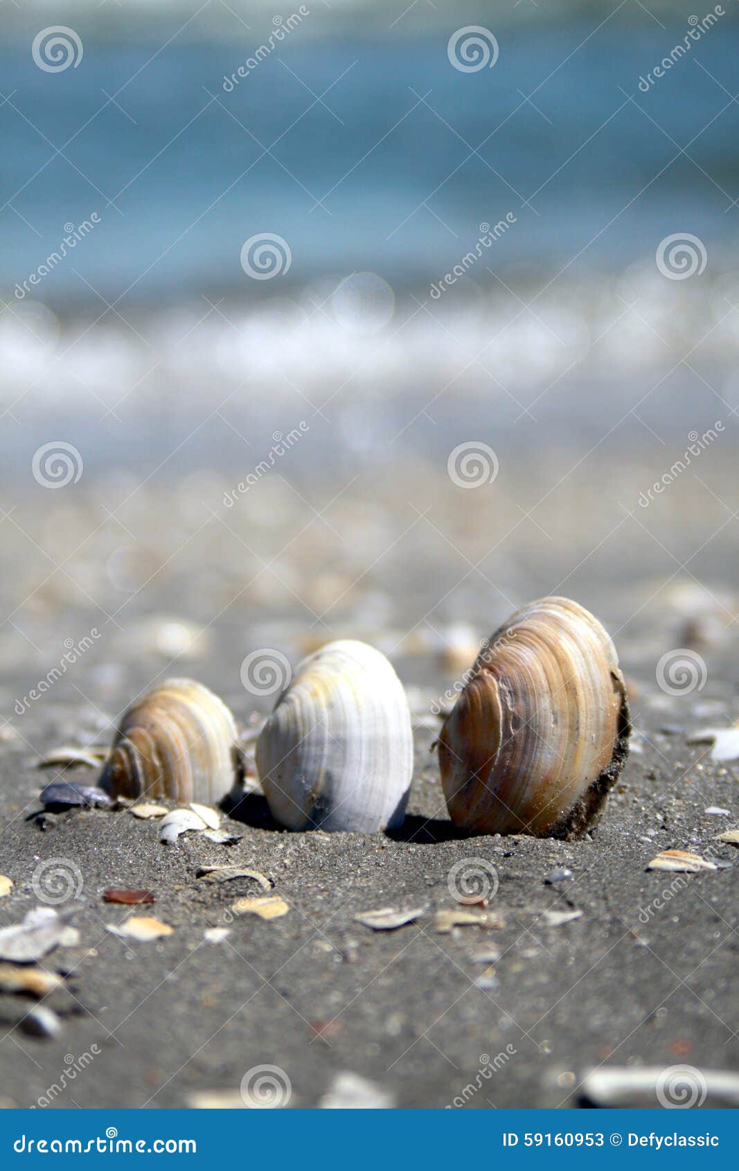 Shells on a beach stock image. Image of marine, decorative - 59160953